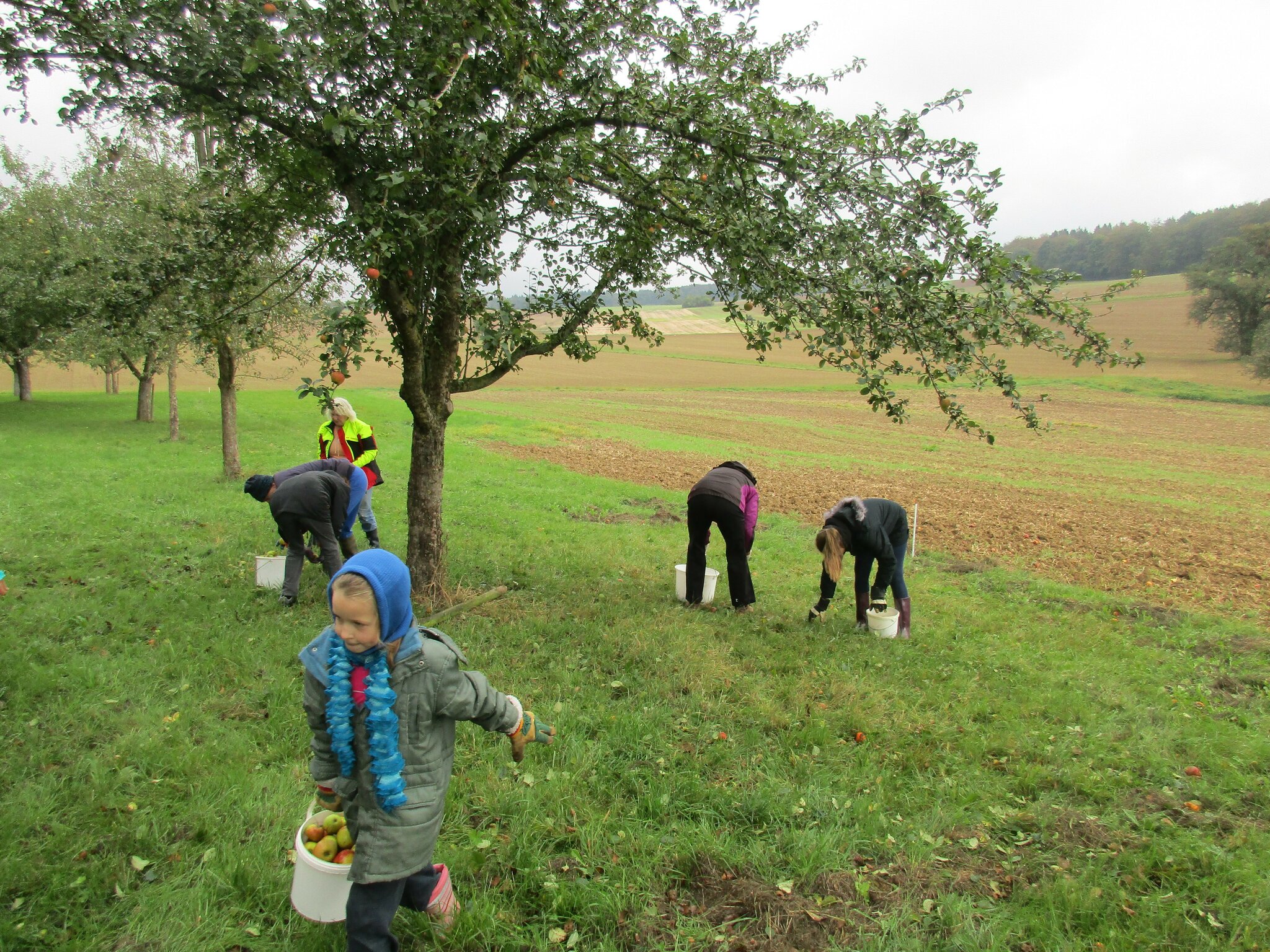 Albverein Ingelfingen-Criesbach presst Apfelsaft - Ingelfingen
