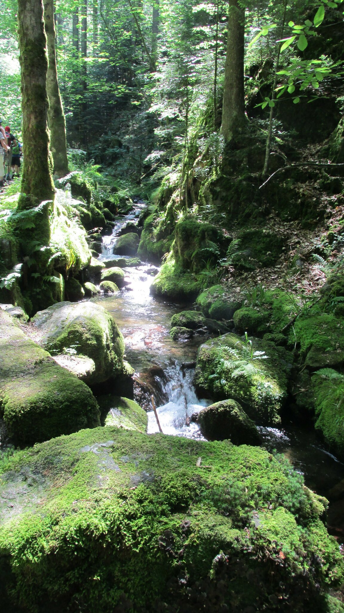 Sportliche Wanderung im Nordschwarzwald - so war's ... - Lauffen