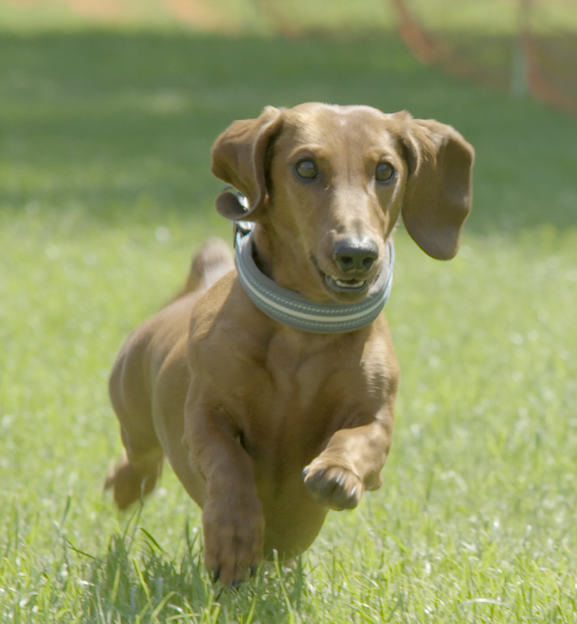 Dackelrennen in Ludwigsburg - Heilbronn