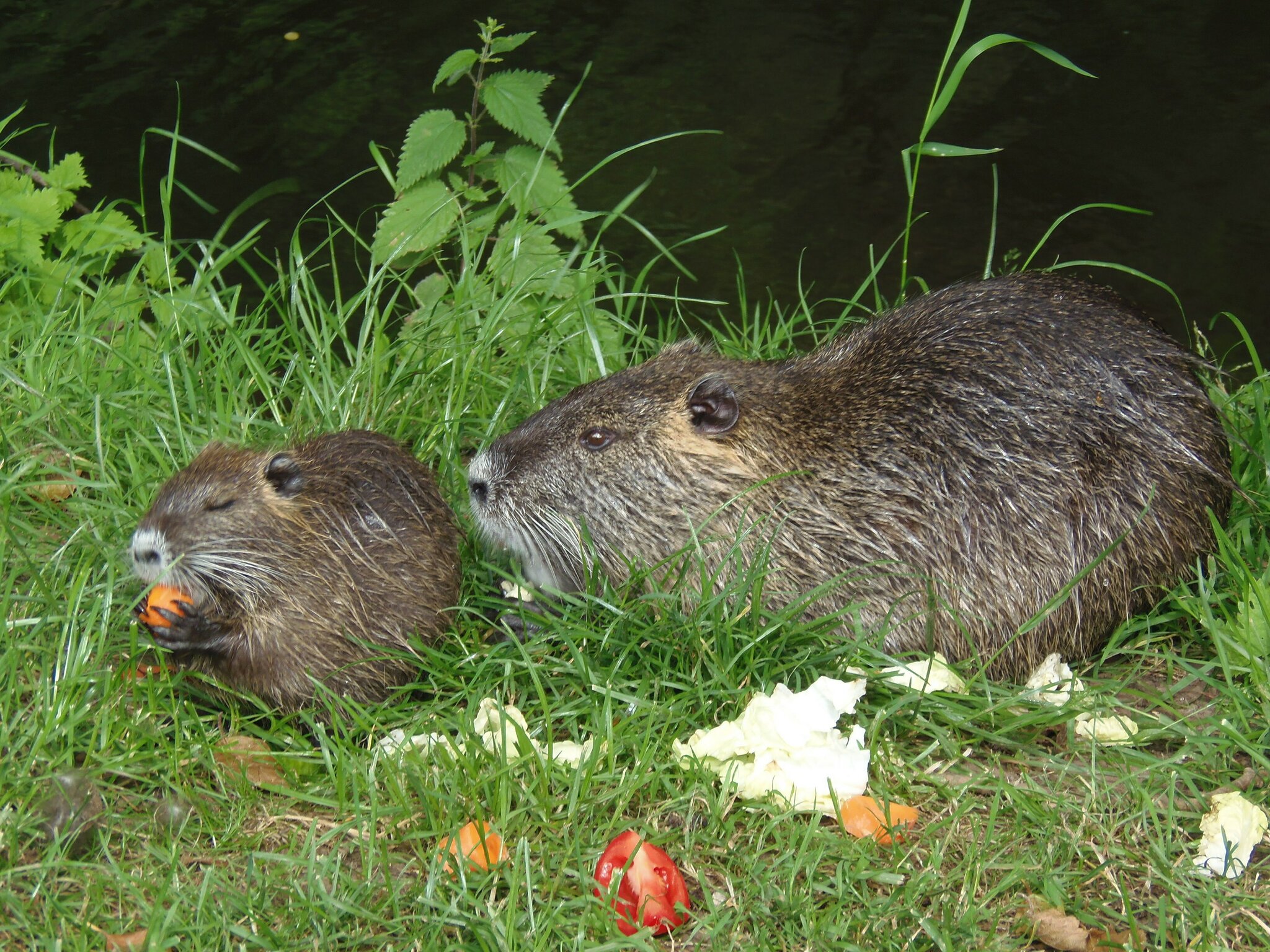 Der Nutria - Bad Friedrichshall