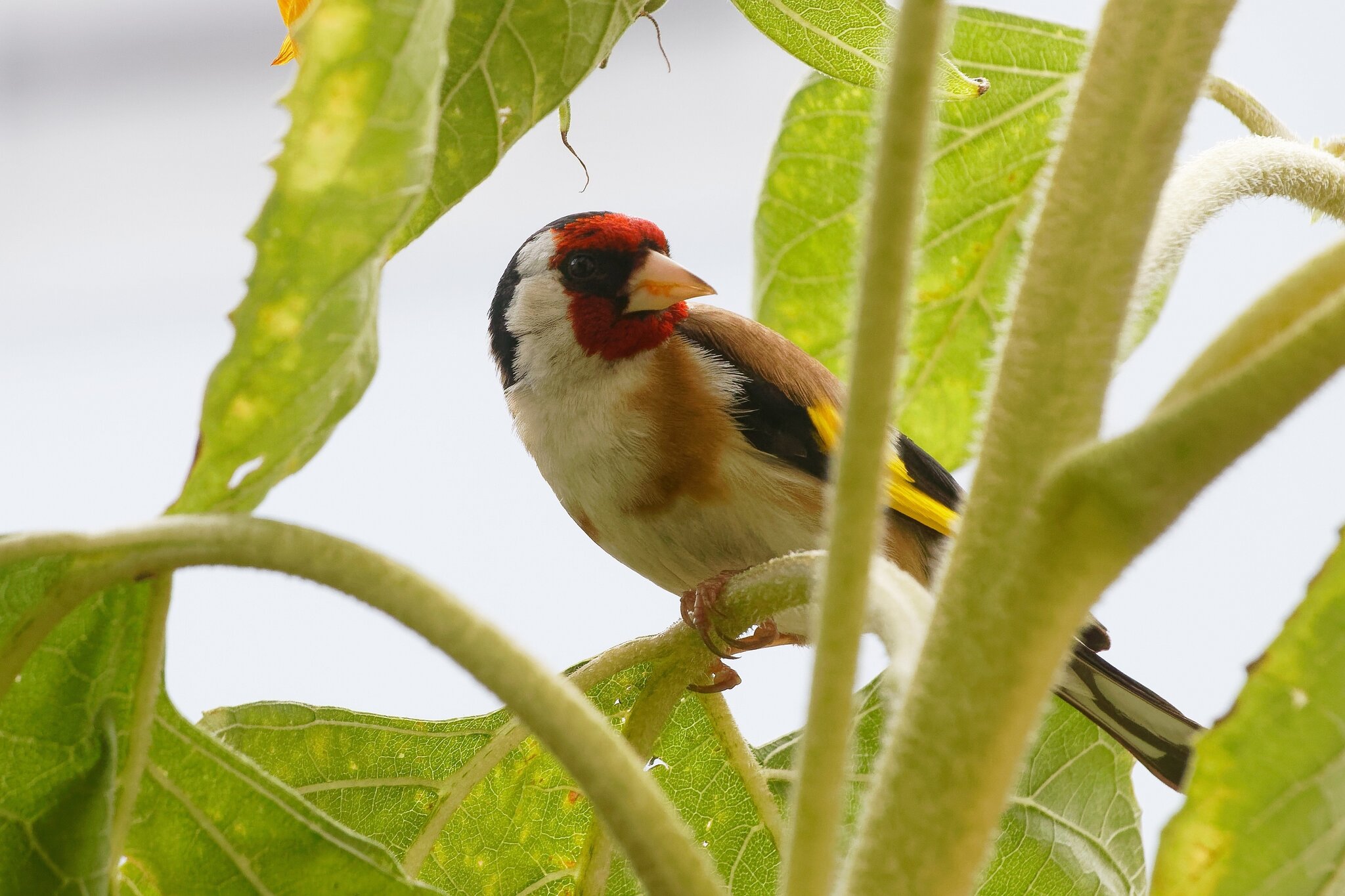 Distelfink aka Stieglitz (Carduelis carduelis) - Heilbronn