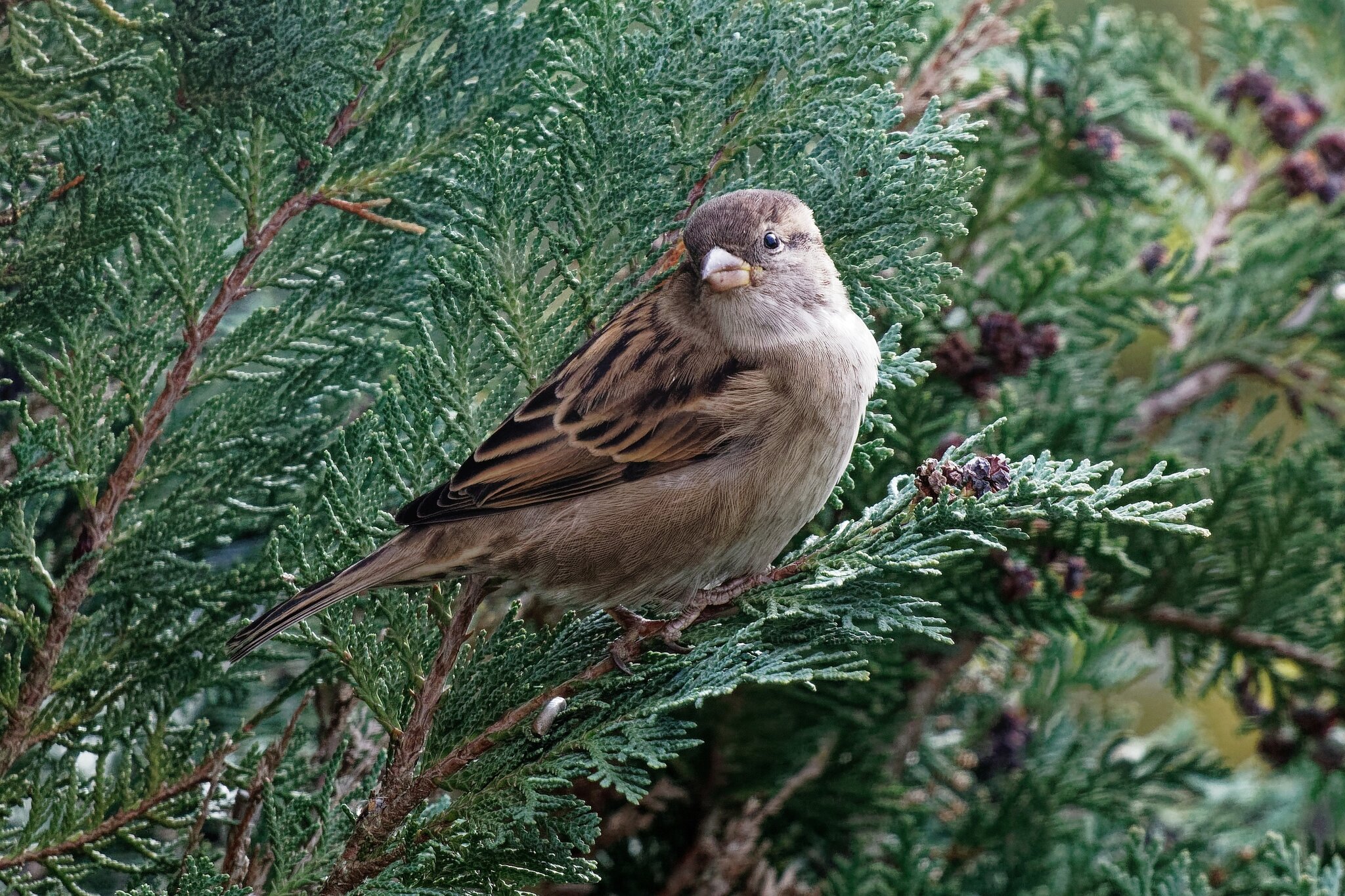 Spatzen ... - Heilbronn