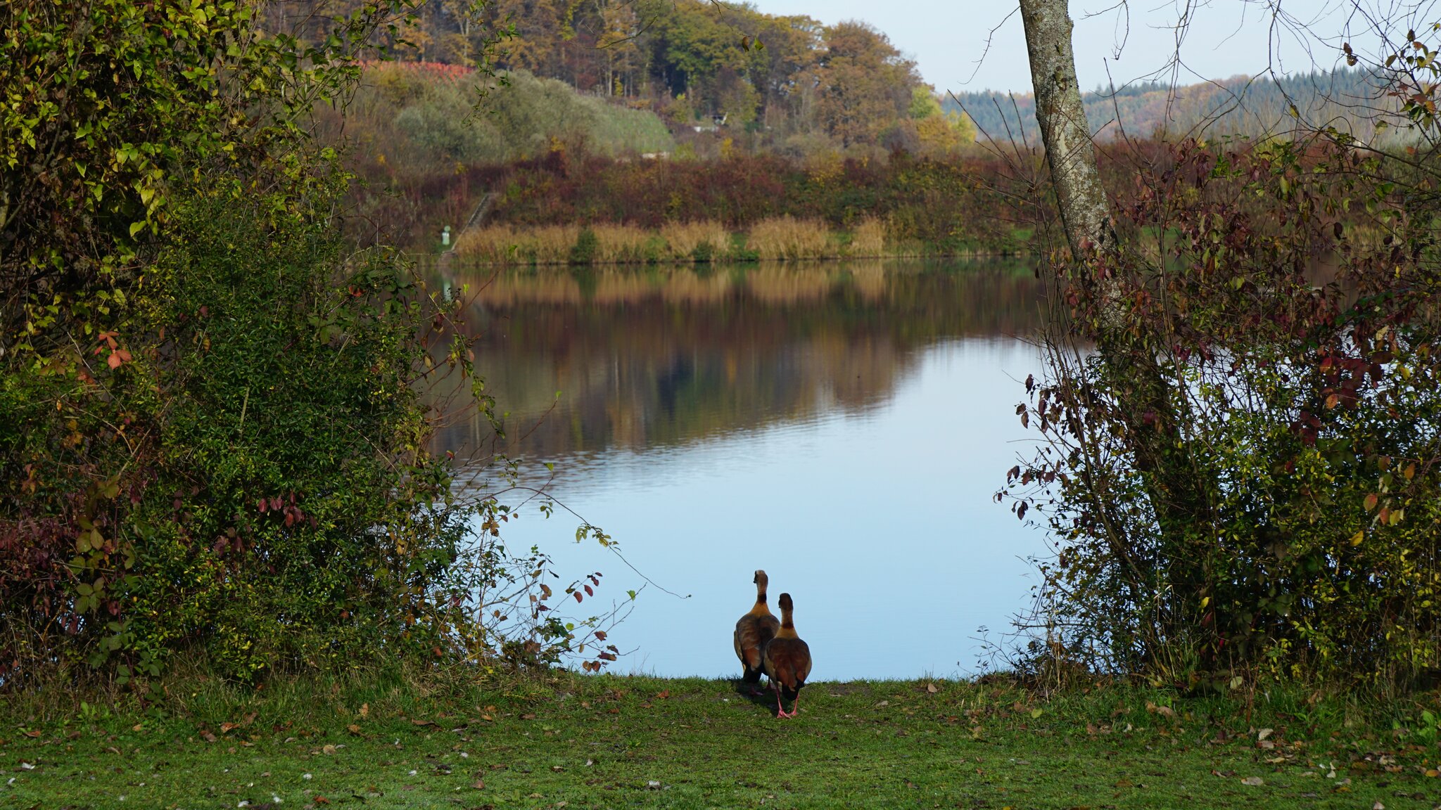 Am Katzenbachsee in Weiler - Zaberfeld