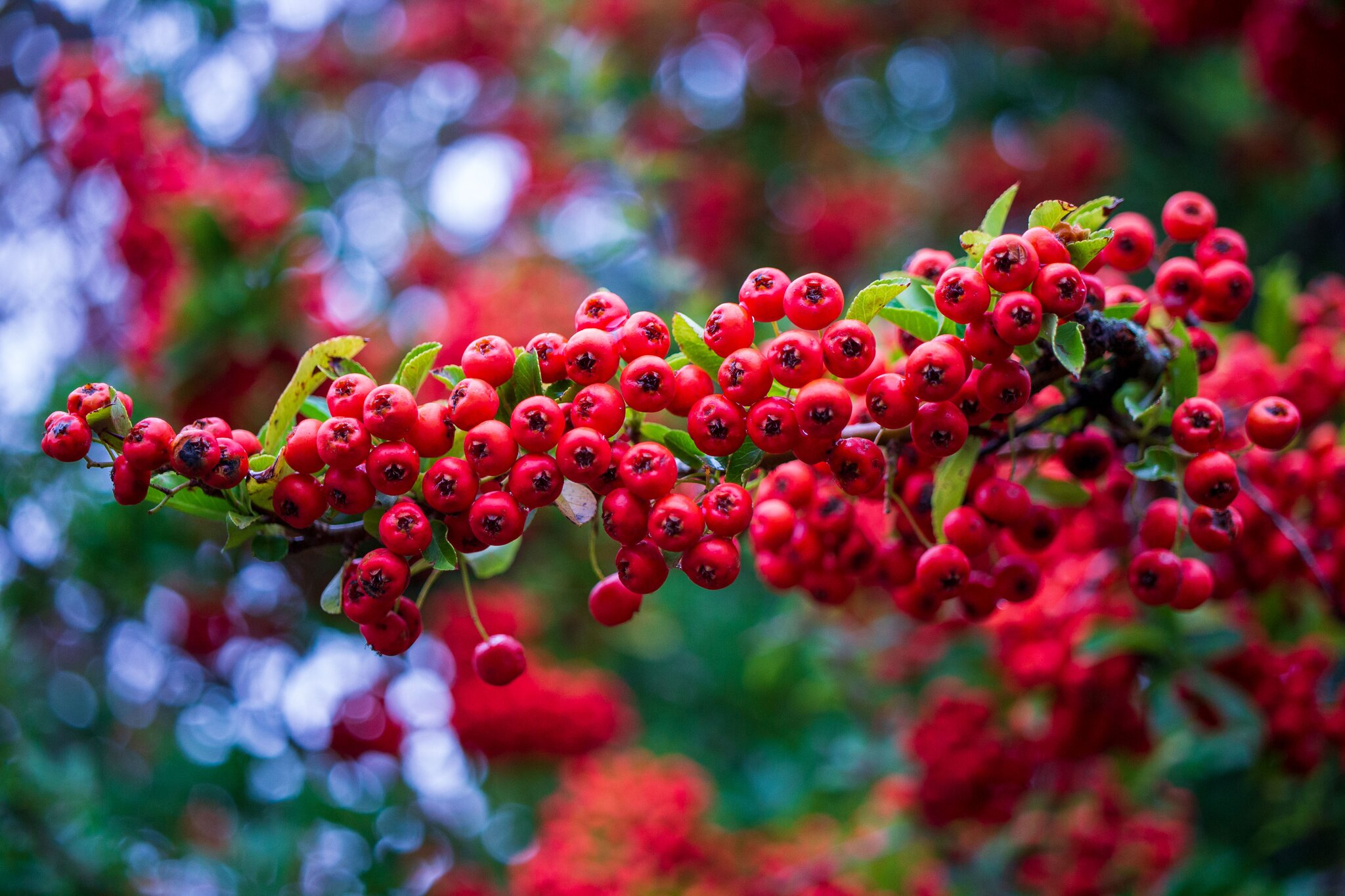 Pyracantha Red Star - Beilstein