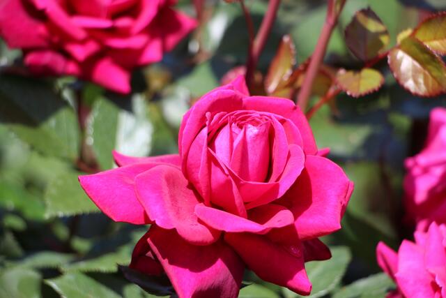 Rosengarten im Heilbronner Pfühlpark - Flein