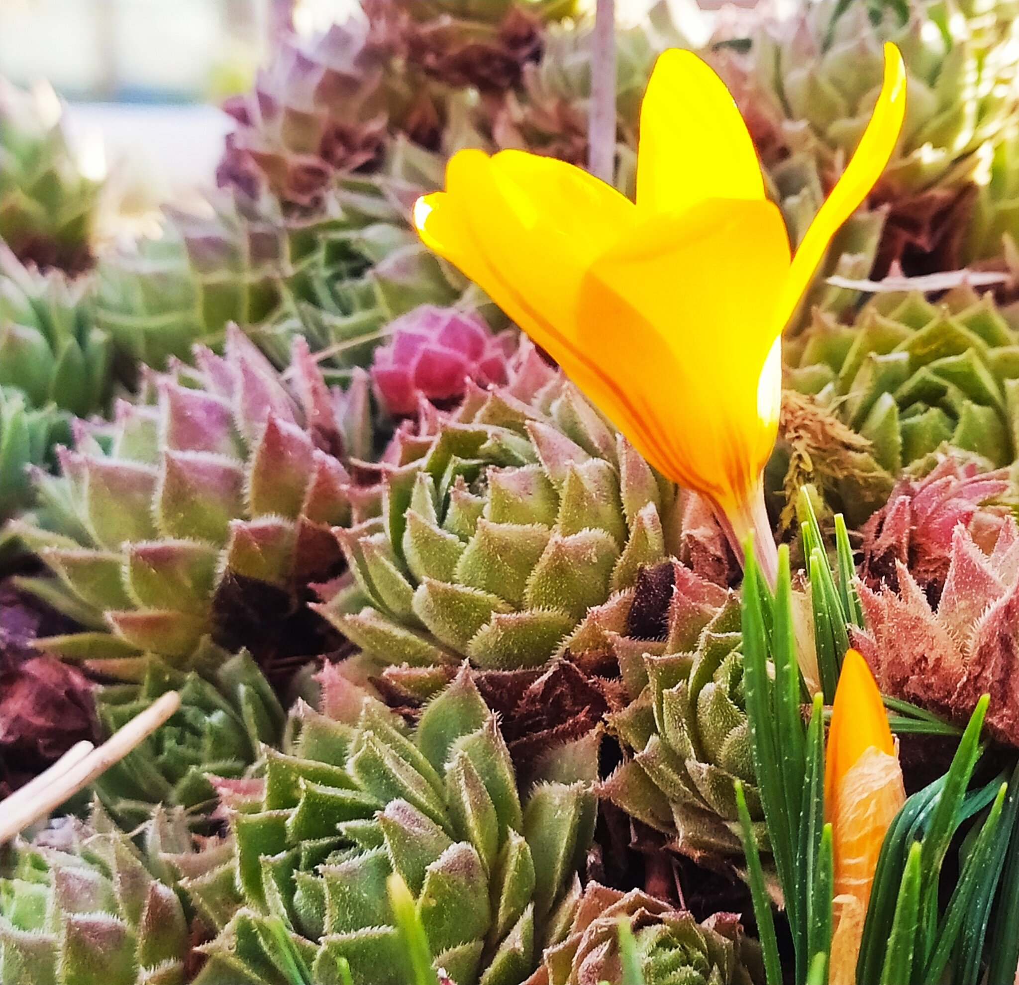 Blumen Bad Rappenau