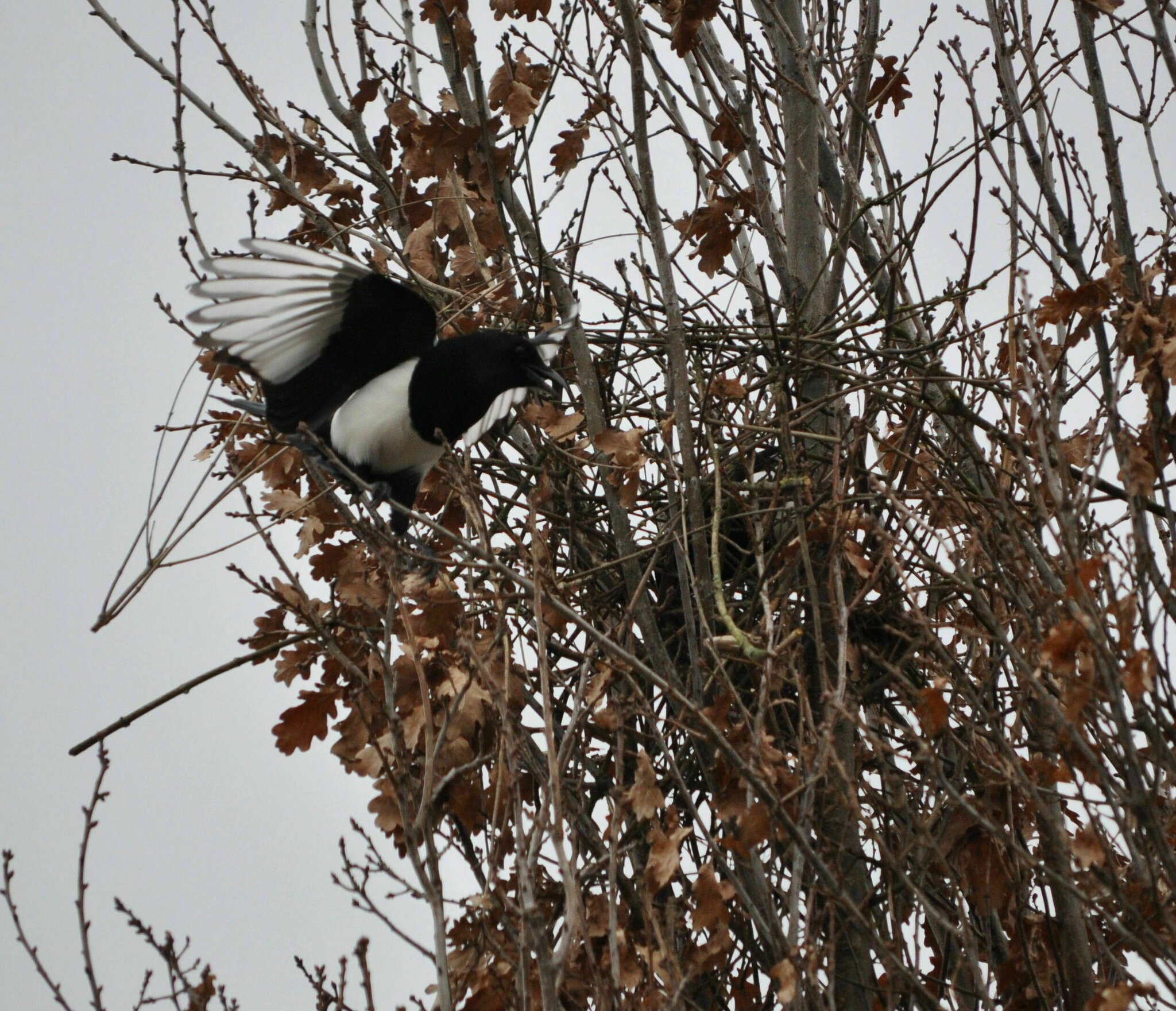 Elstern: Elstern beim Nestbau - Untergruppenbach
