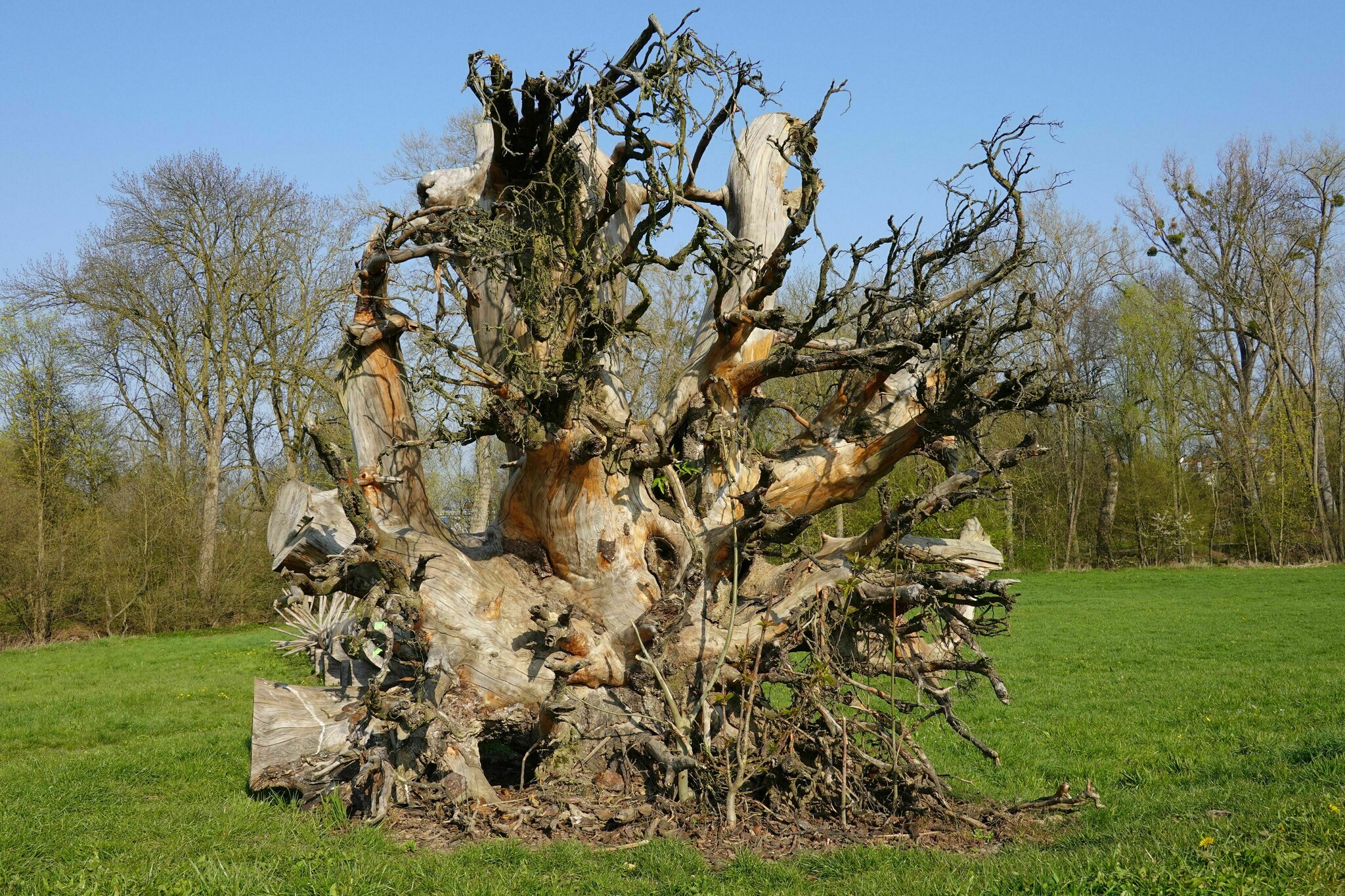 Faszinierende Wurzel - Neuenstein
