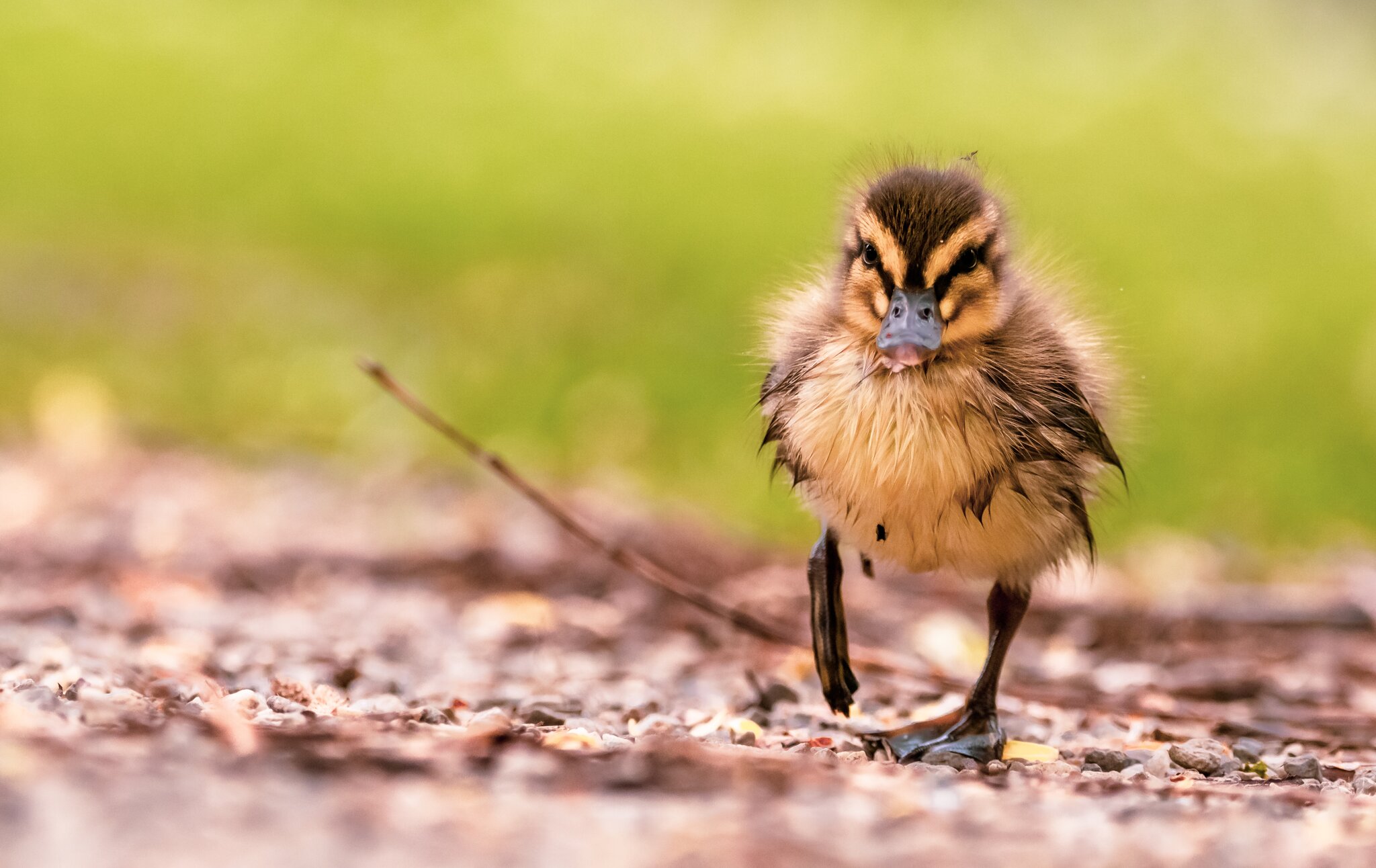 Baby Enten am Pfühlpark - Heilbronn