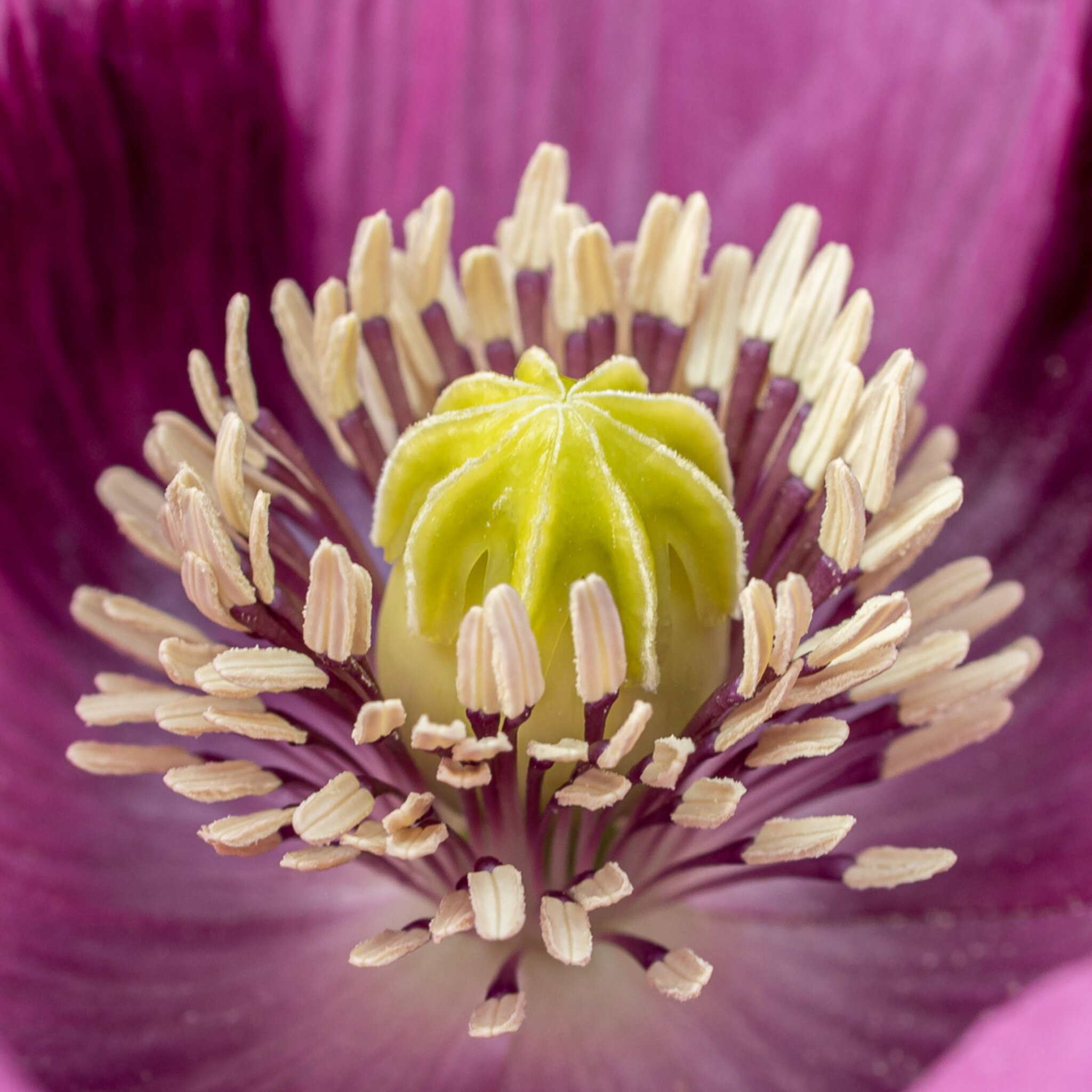 Faszination Lila Mohn - Heilbronn