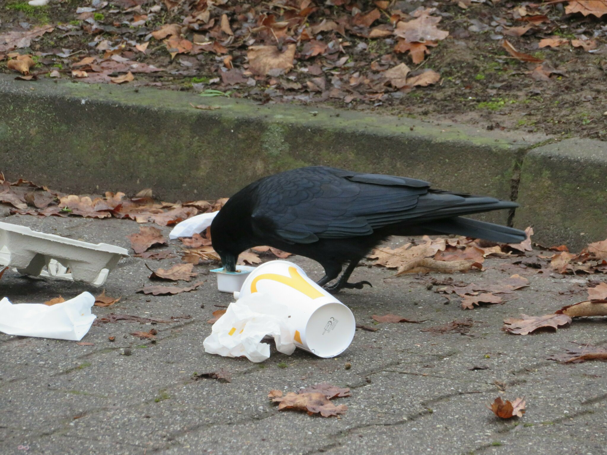 Rabe beim Fast-Food-Essen - Heilbronn