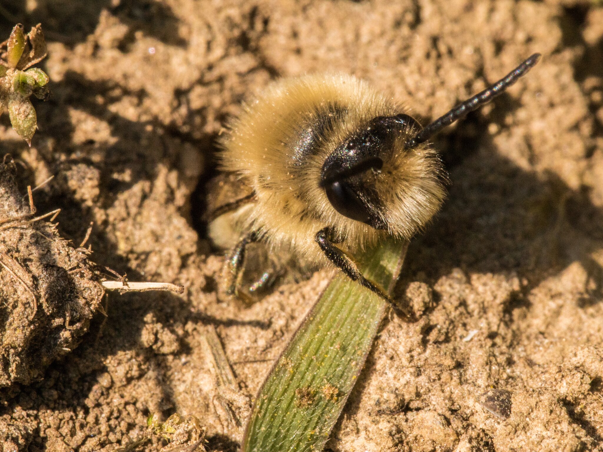 Tanja's Tierwelt: Erd- bzw. Sandbienen - Bad Wimpfen