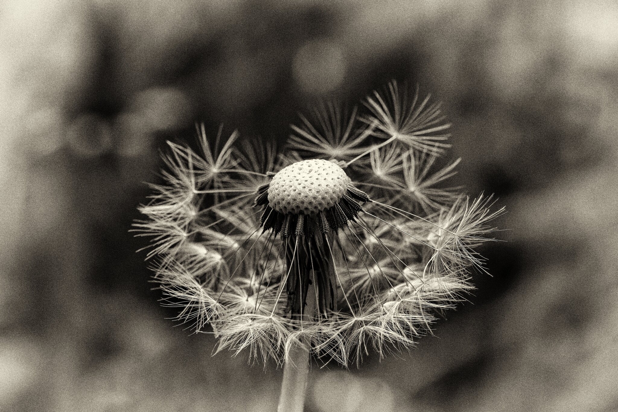Pusteblume SW - Heilbronn