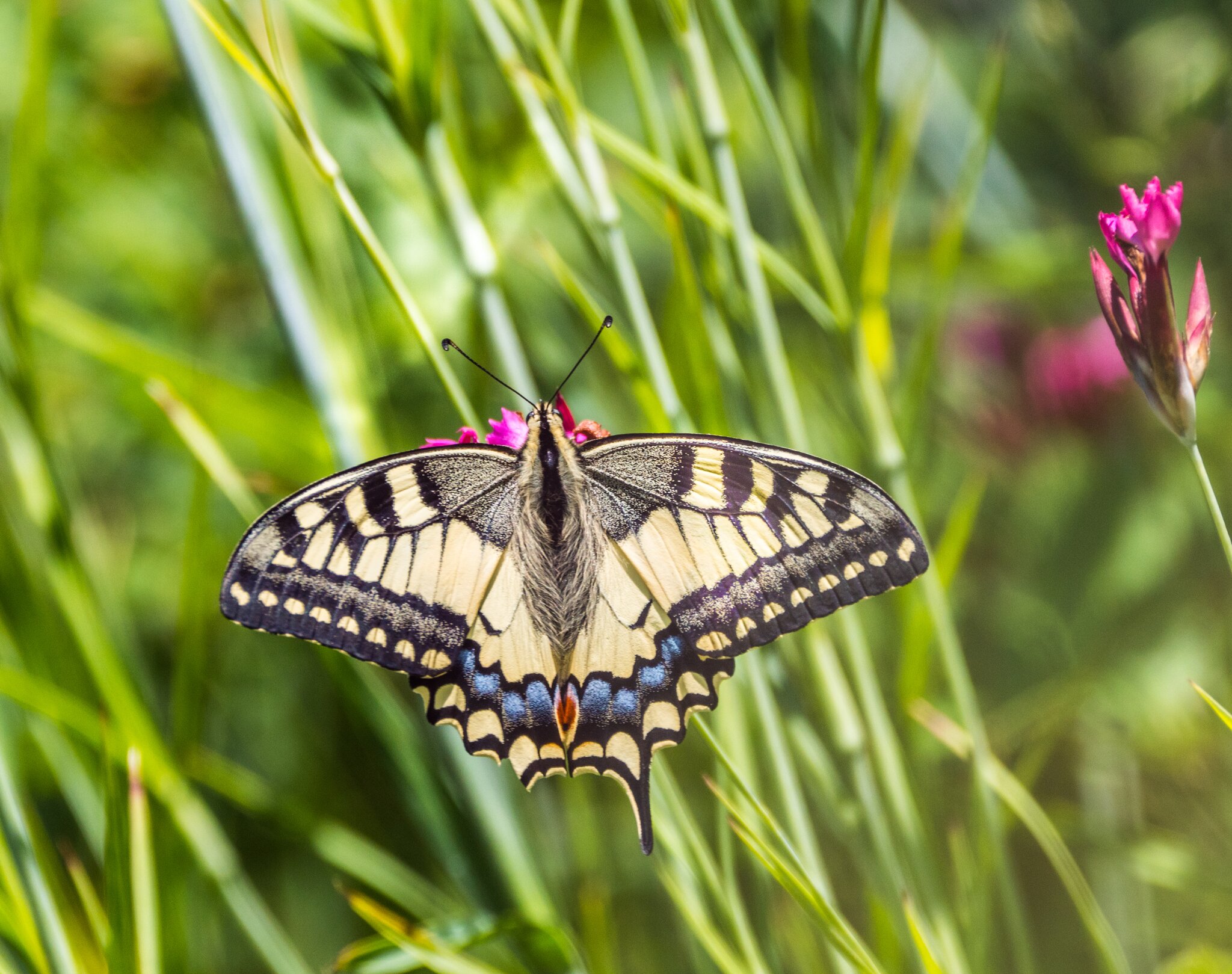 Tanja's Tierwelt: Heimische Schmetterlinge - Bad Wimpfen