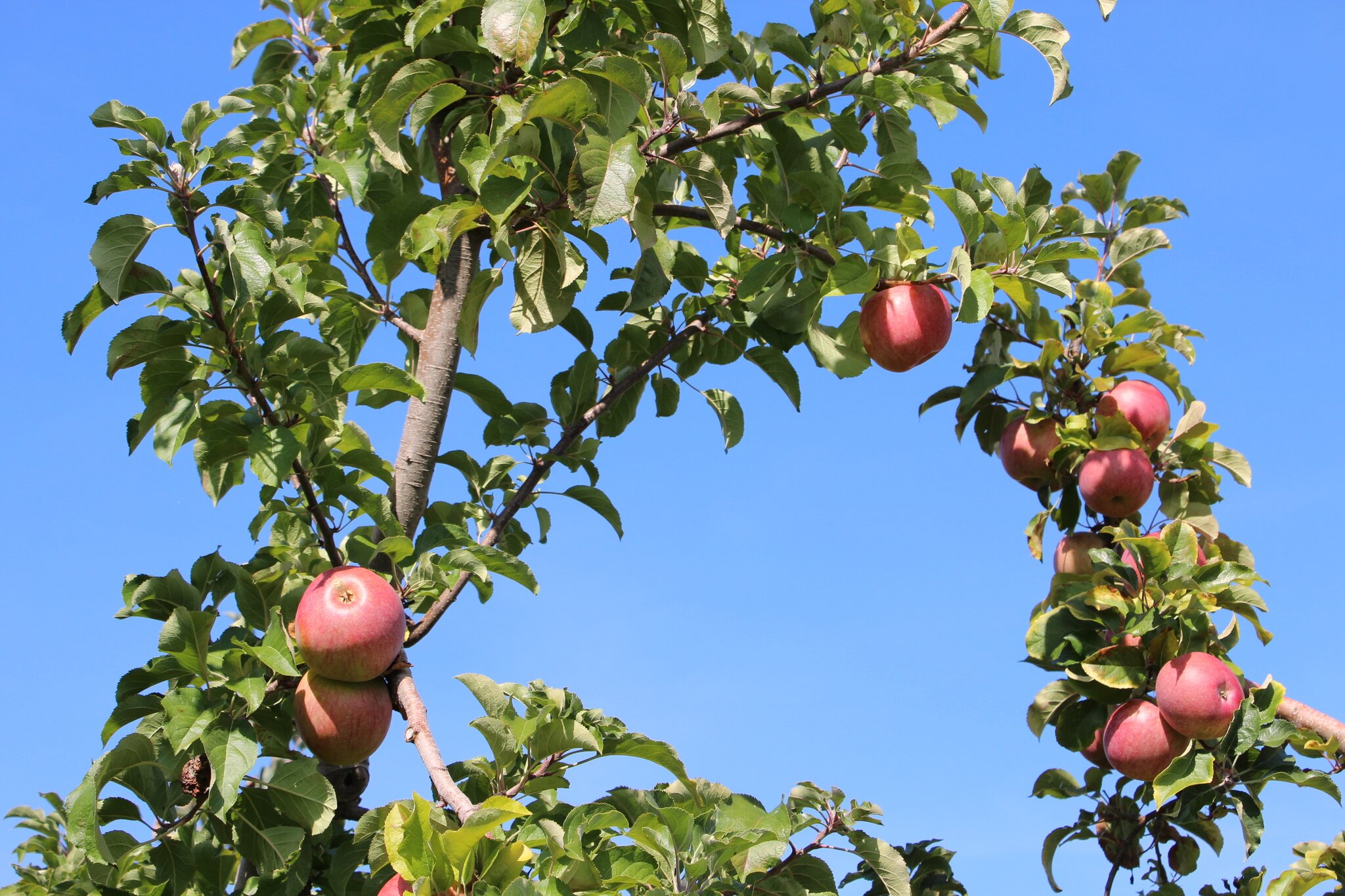 Äpfel in Hülle und Fülle - Flein