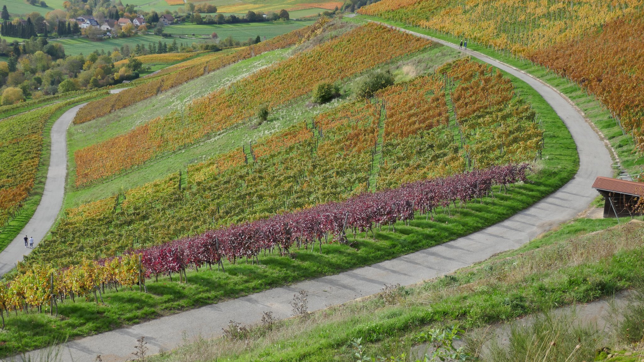 Farbenfrohe Weinberge - Neuenstadt