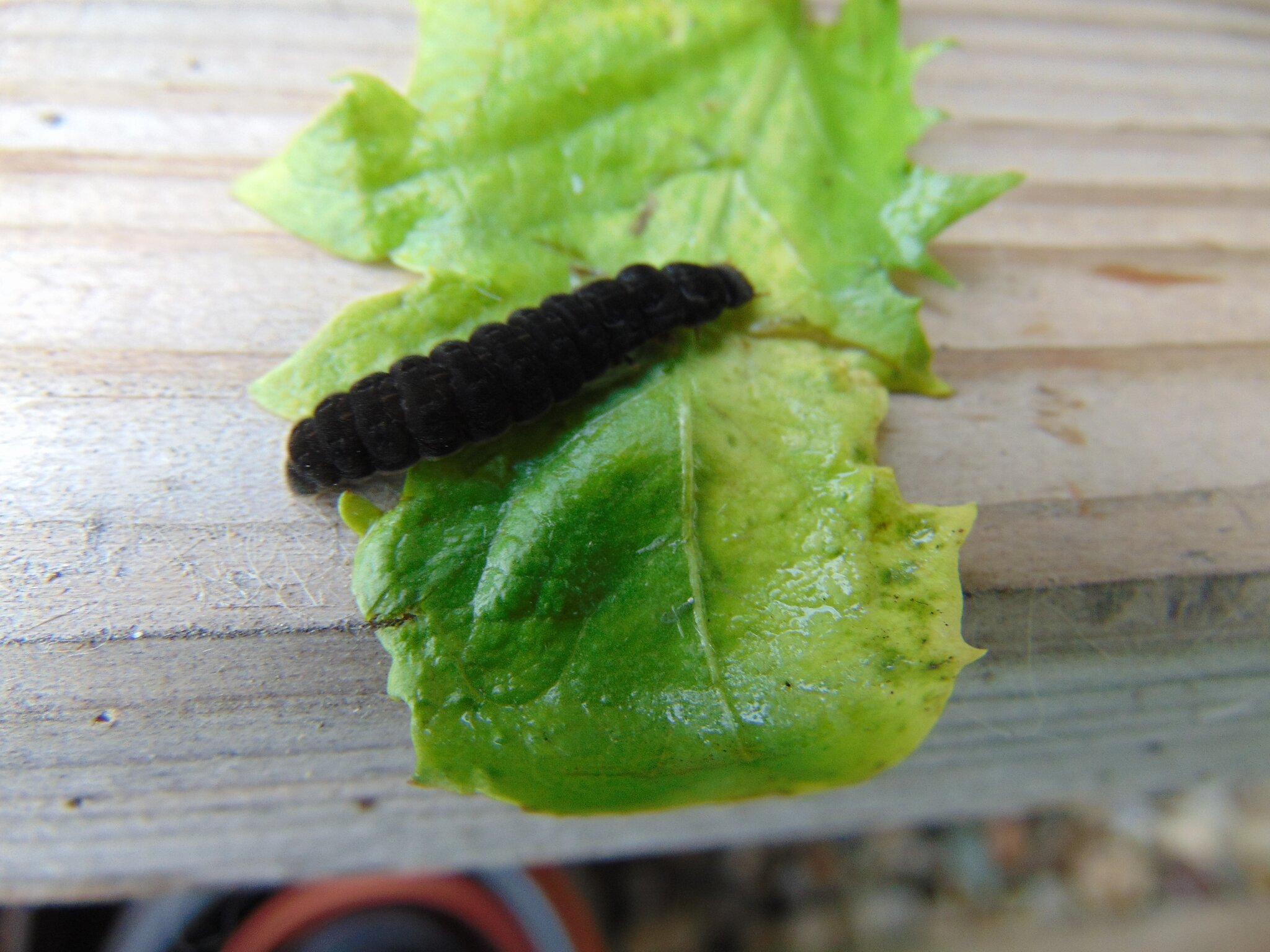 Schwarzglänzende Raupe gefunden ... wer kann mir beim Bestimmen helfen ...