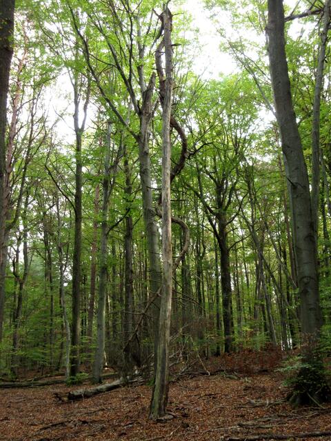 Sagenwanderung - Unterheimbach, Scheppach und das stumme Brünnele ...