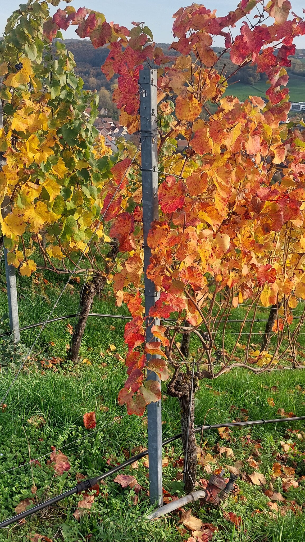 Farbenpracht der Reben - Schöntal