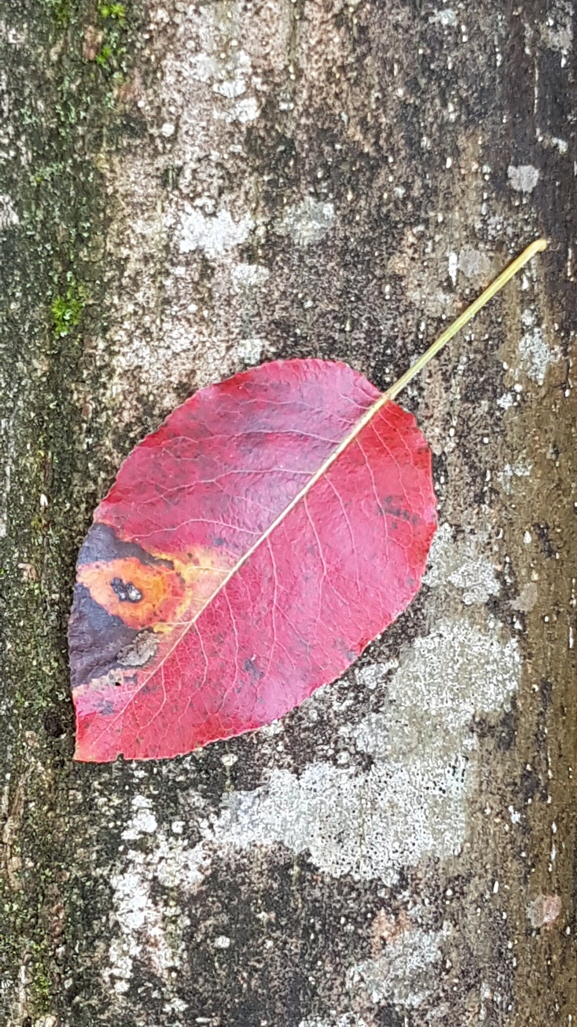 Rotes Blatt auf Baumstamm: Farbenspiel - Künzelsau