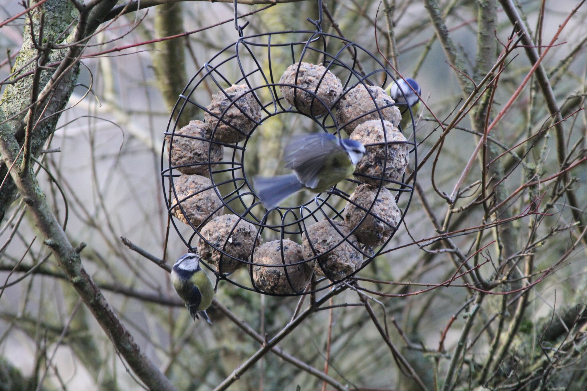 2. Versuch mit Meisen erwischen😄🤩: 2. Versuch mit Meisen erwischen😄🤩 ...