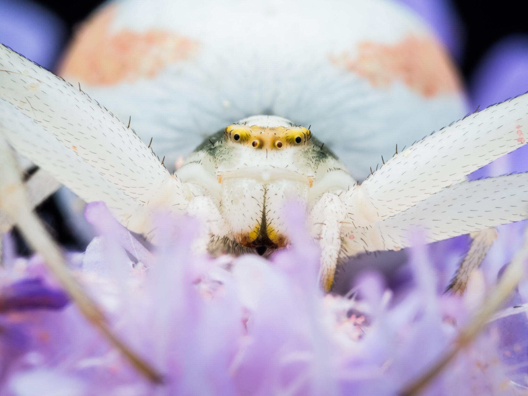 Insekten und Spinnen: Die Welt der Kleinsten - Faszination im Detail ...