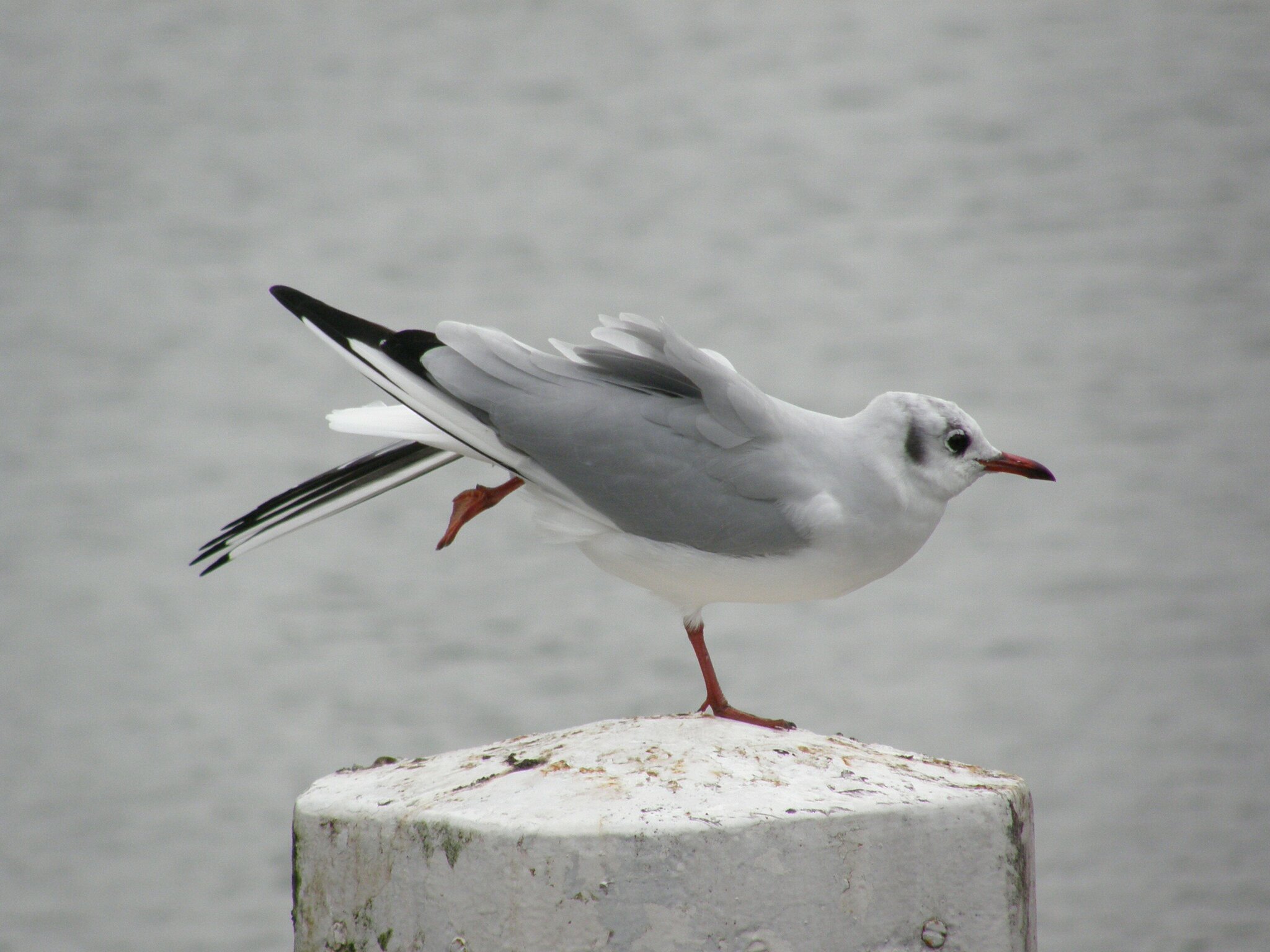 Lockerungsübung: Auch eine Möwe wird mal vom Stehen steif. - Bad ...