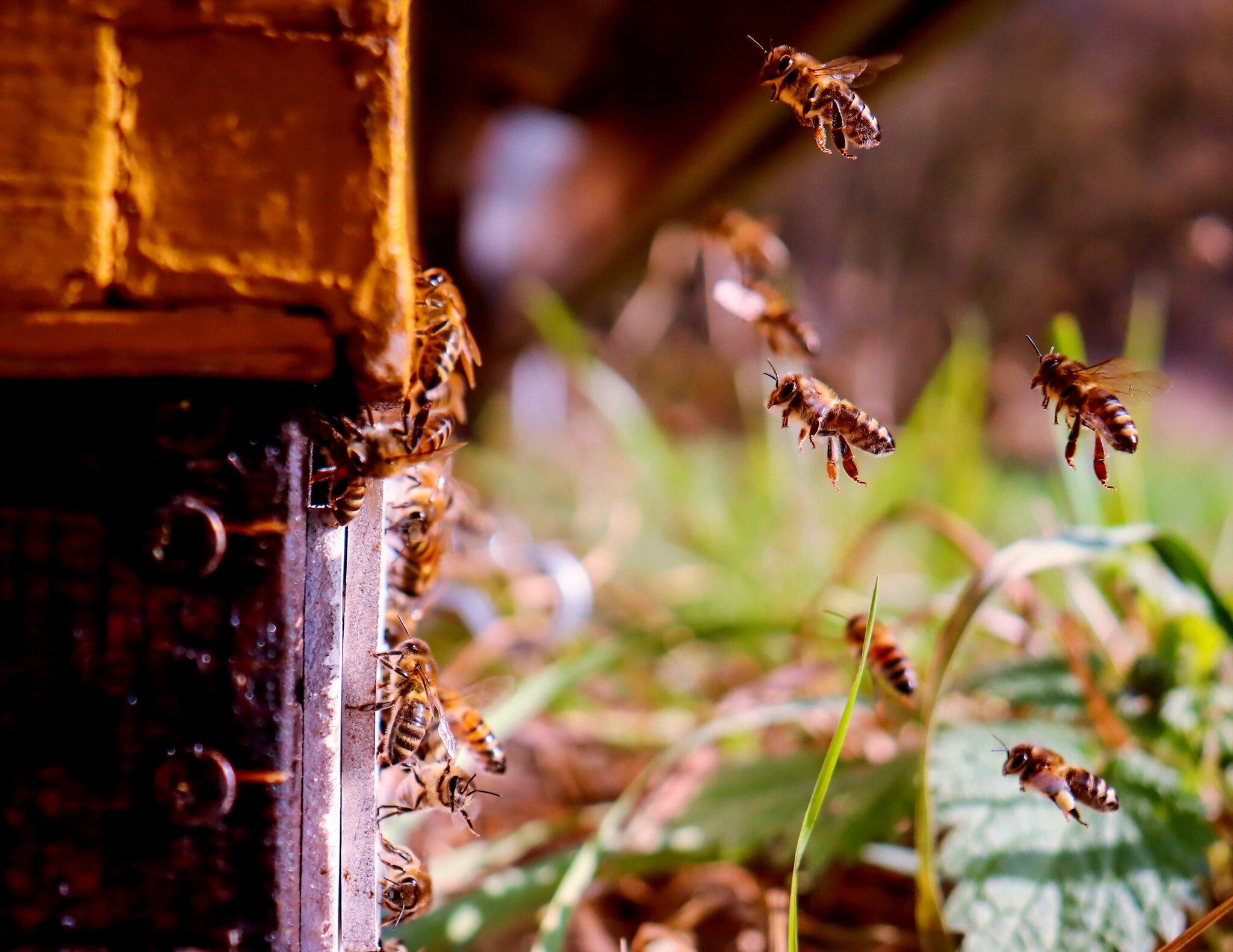 Frühlingshafter Tag im Februar: Bienen fliegen aus - Zweiflingen