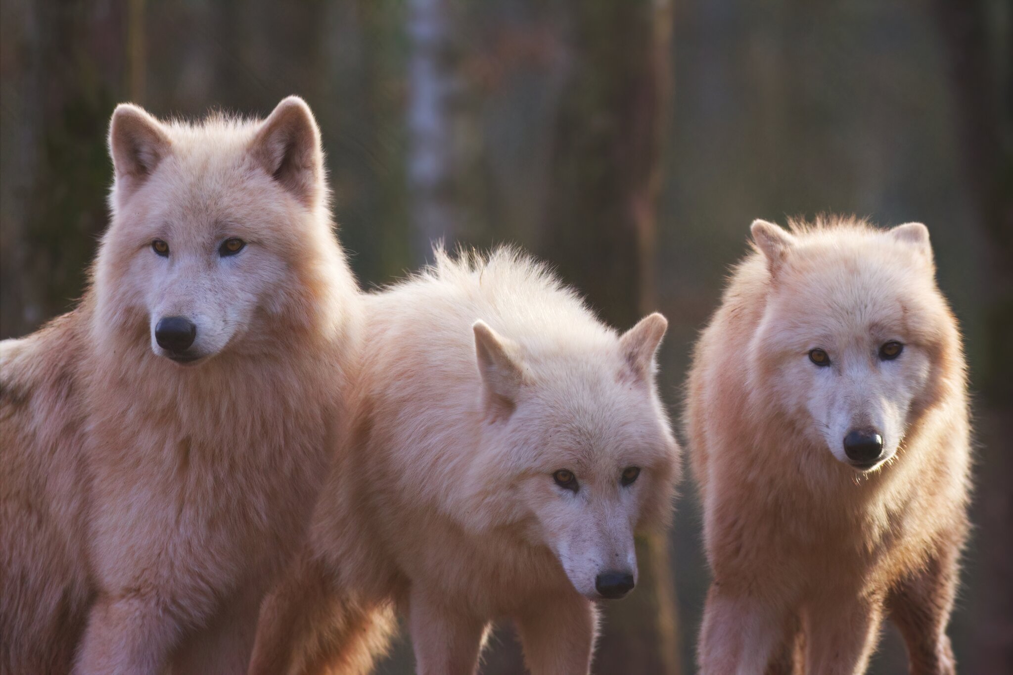 Tierfotos aus dem Ländle: Schönheiten der Natur - Obersulm