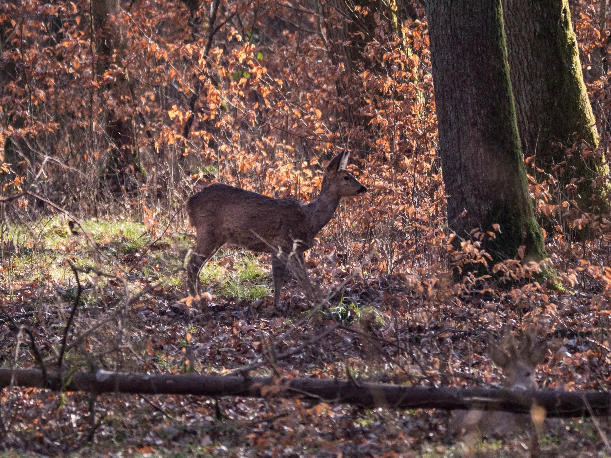 Tanja´s Tierwelt: Rehe im Wald entdeckt - Bad Wimpfen