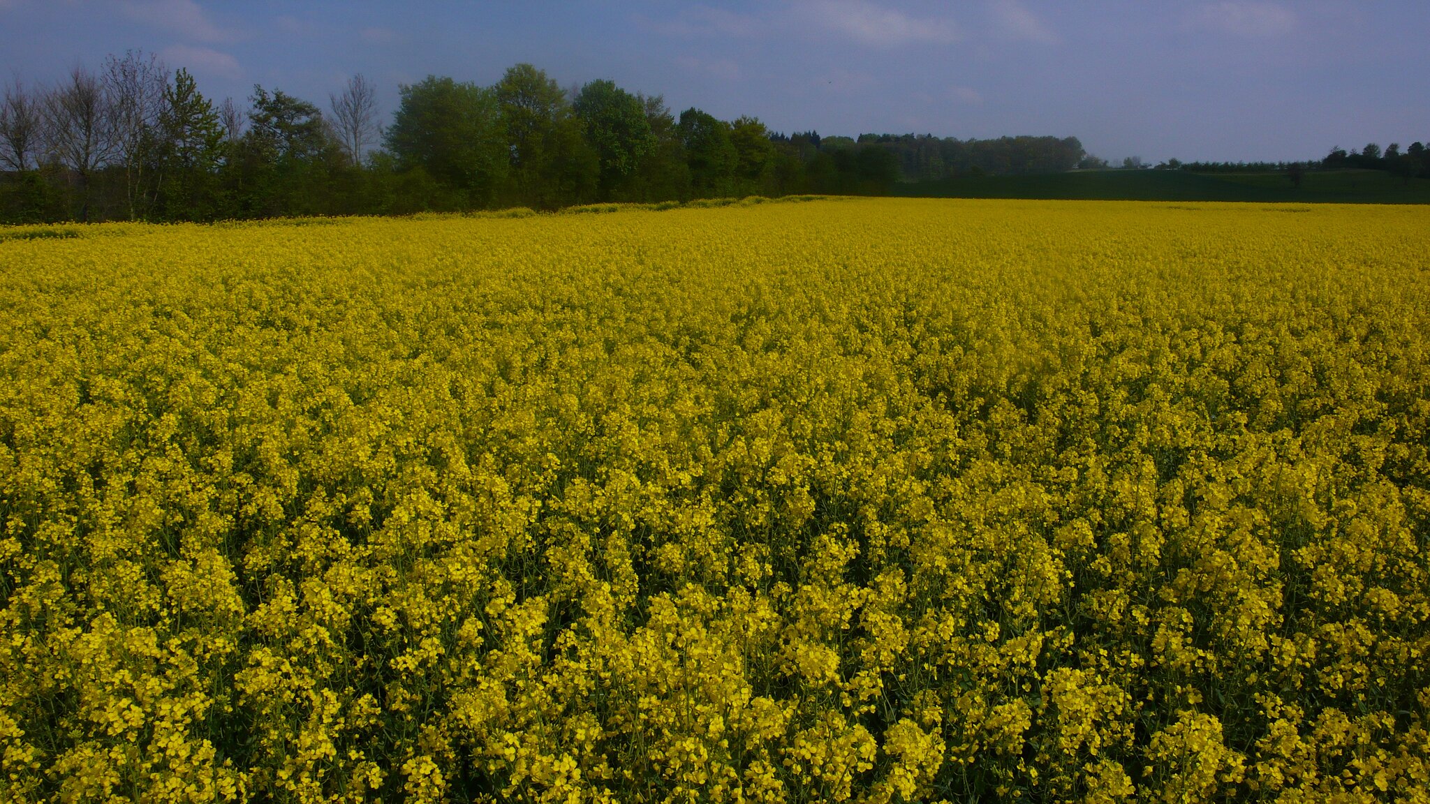 Natur: Der Raps in voller Blüte - Brackenheim