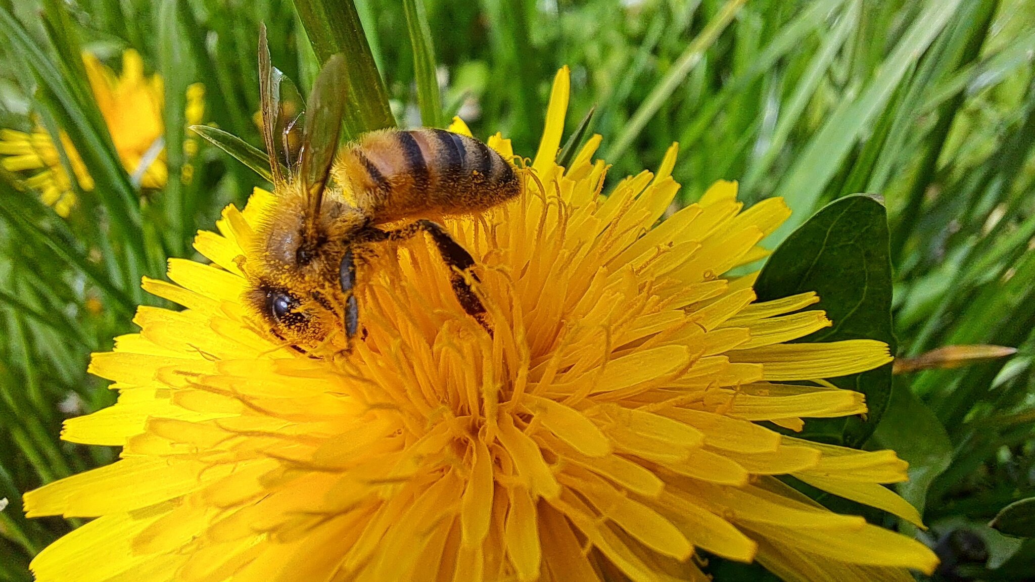 Bienen bei der Arbeit: Bienen bei der Arbeit - Flein