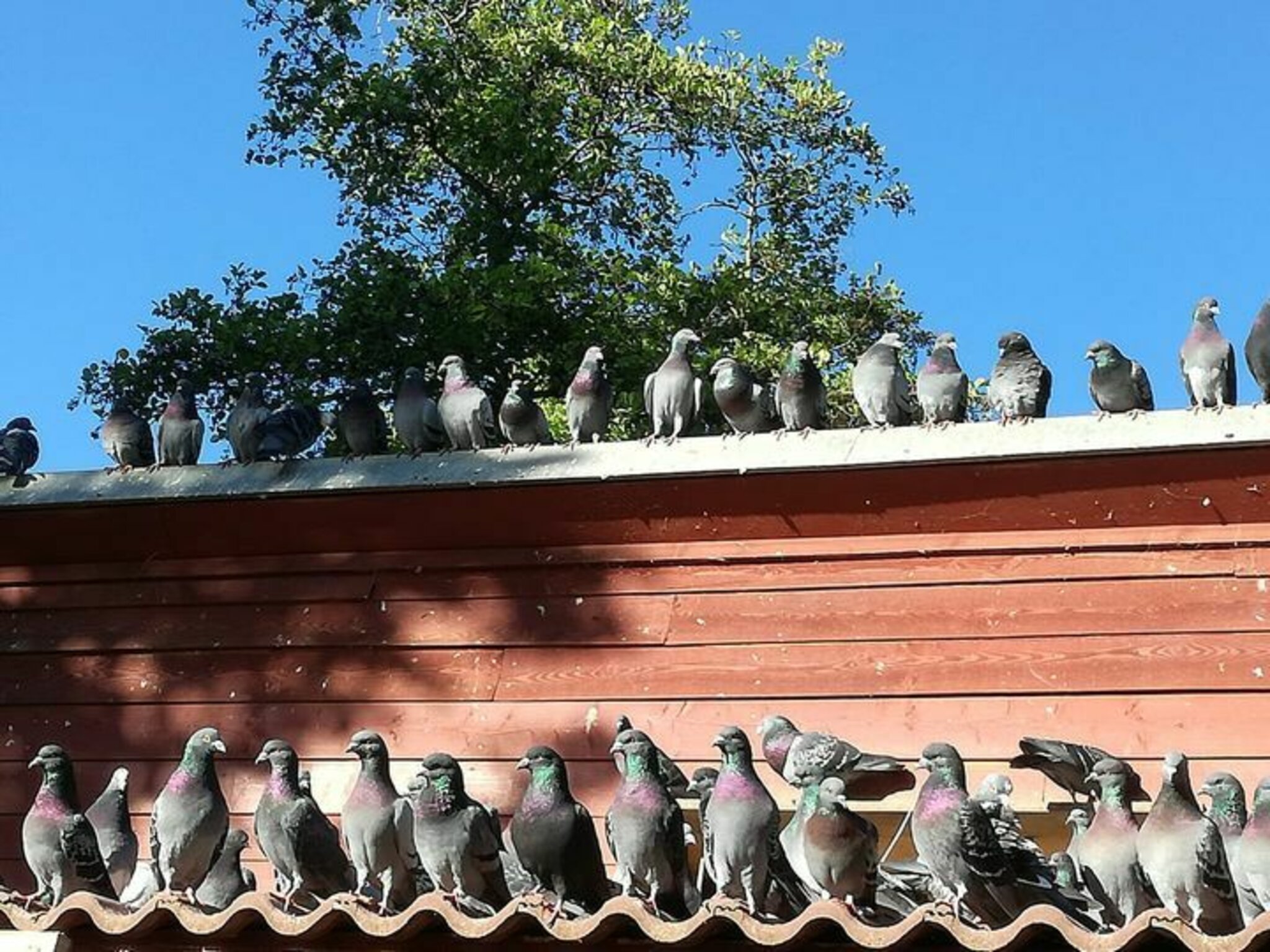 Taubenhaus Künzelsau: In Künzelsau gurren es die Tauben vom Dach ...
