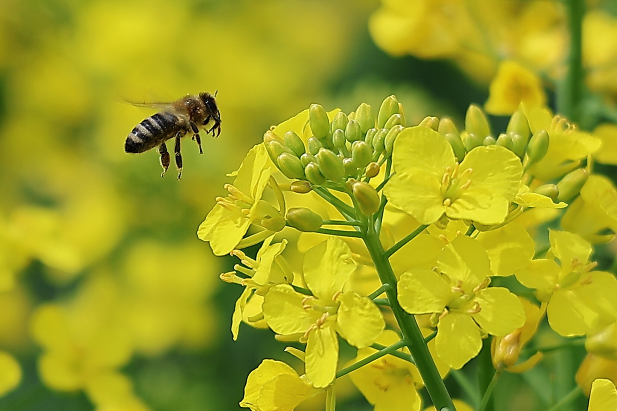 Fleißige Bienen für den leckeren Raps-Honig: Mmmh, endlich blüht der ...