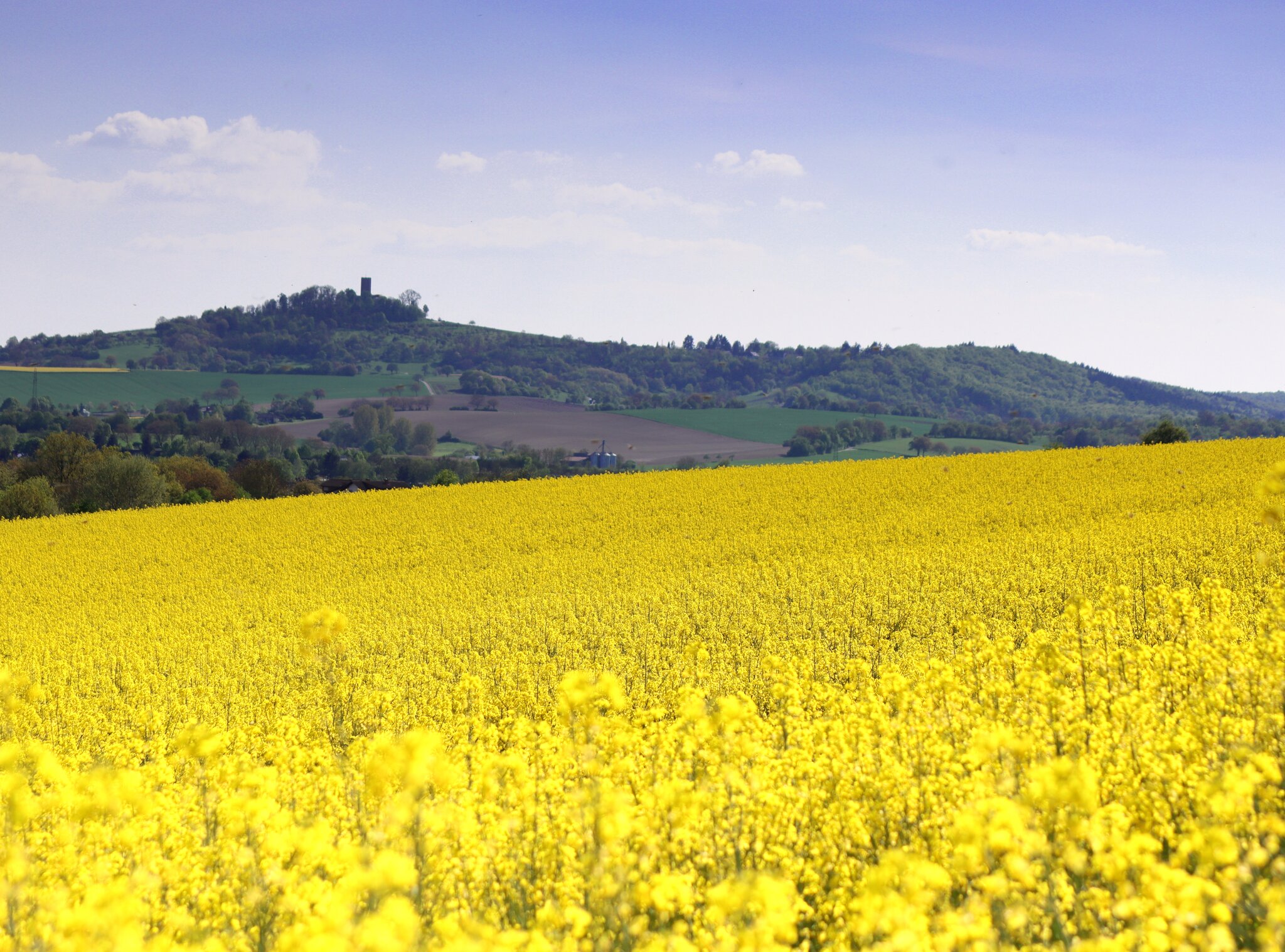 Der Raps blüht: Rapsblüte unterm Steinsberg - Bad Rappenau