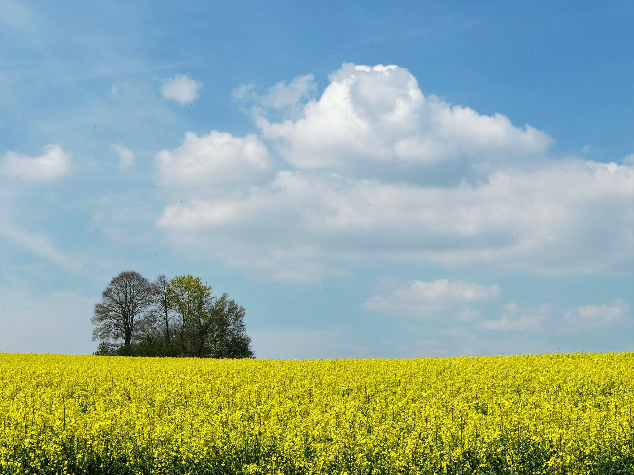 Der Raps blüht: Gelb in der Region - Leingarten
