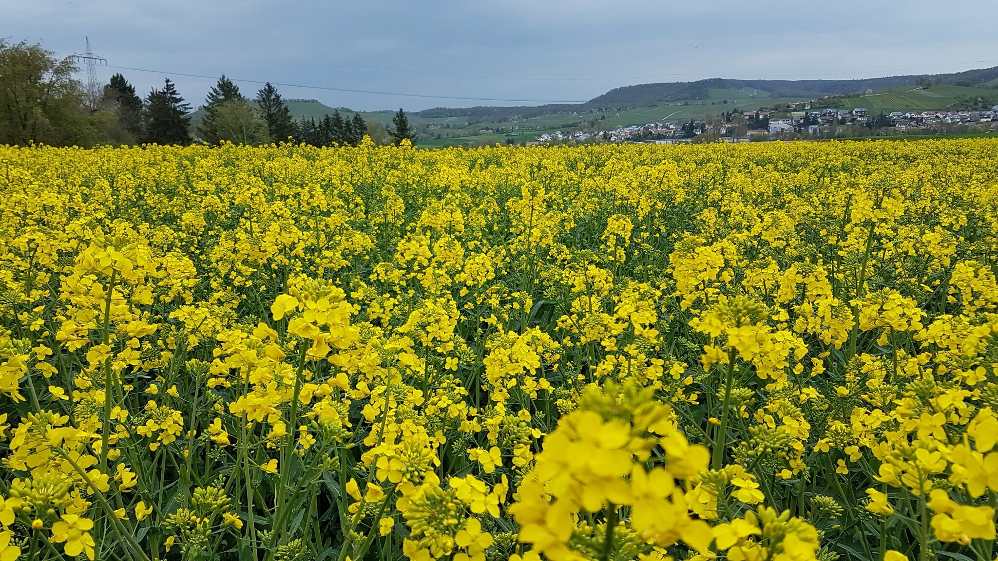 Der Raps blüht - Heilbronn