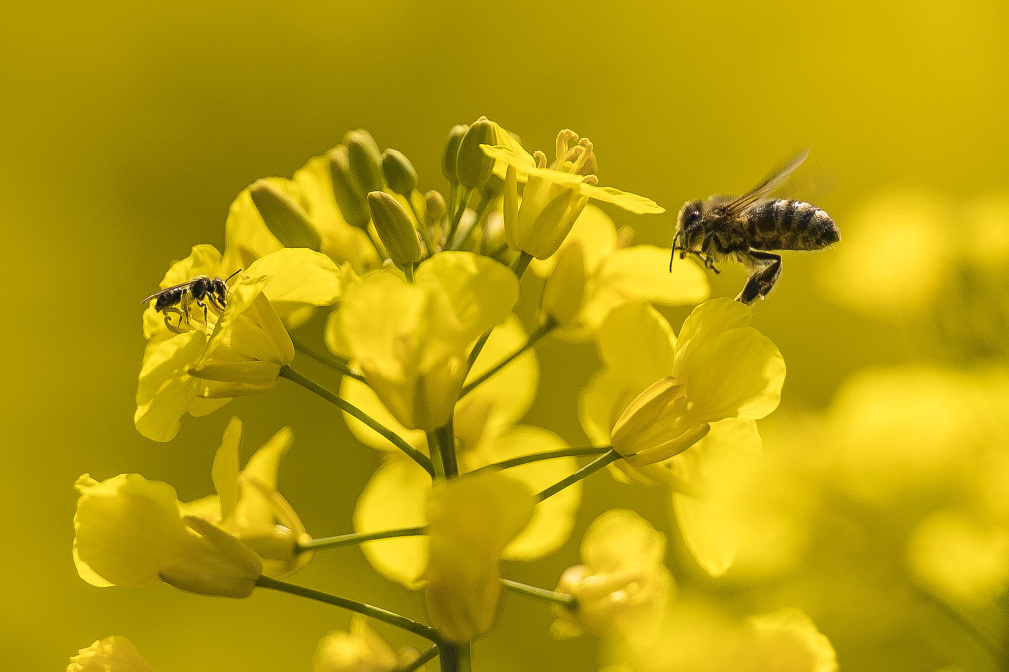 Der Raps blüht: Begegnung im Rapsfeld - Heilbronn