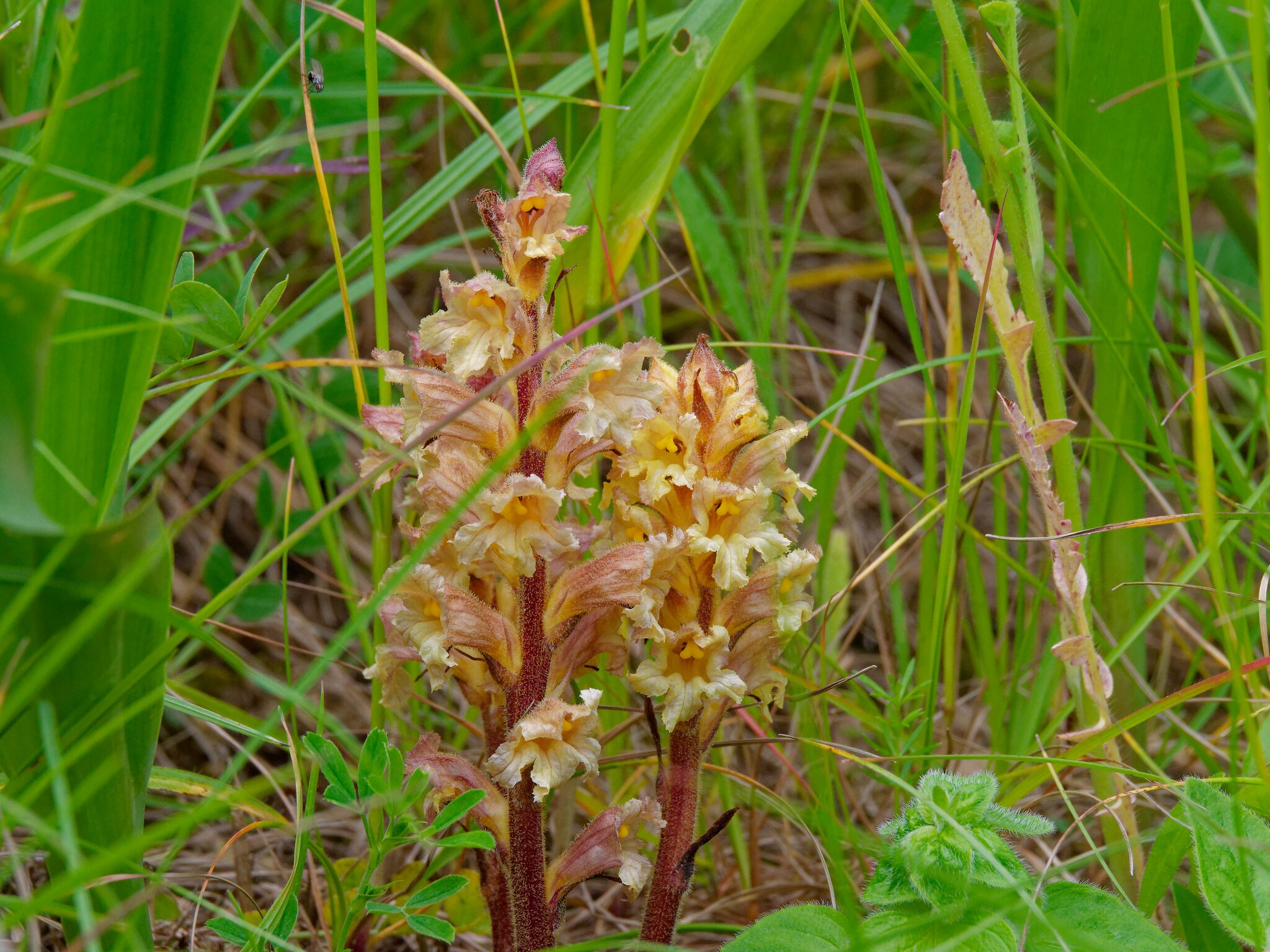 Tanja´s Tier- und Pflanzenwelt: Wilde Orchideen im Ländle