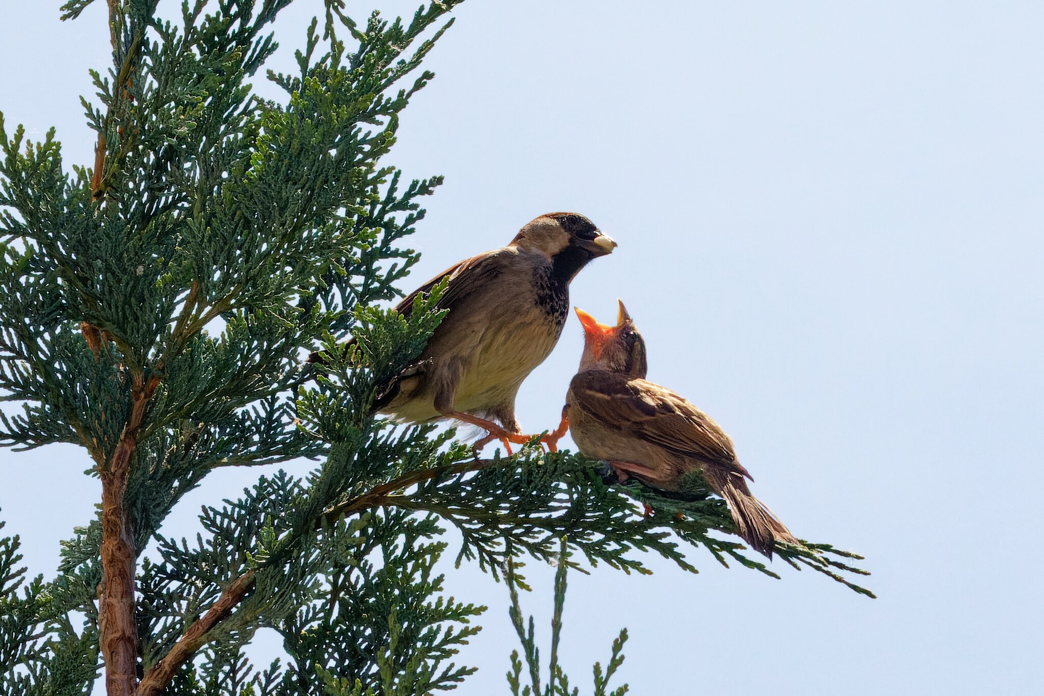 Vögel: Fütterung der jungen Spatzen - Heilbronn