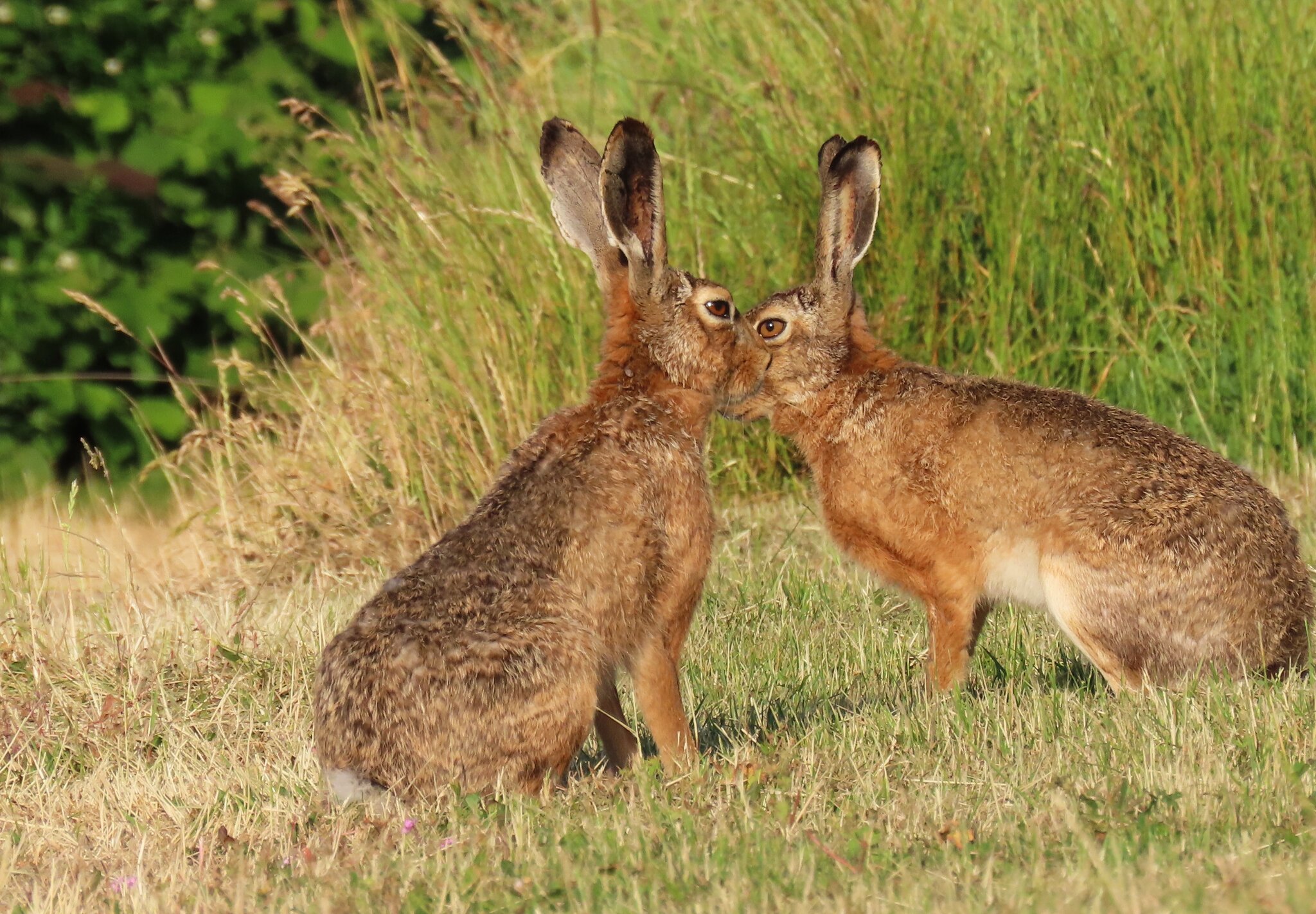 Hasenbande: Feldhasen im Glück - Leingarten