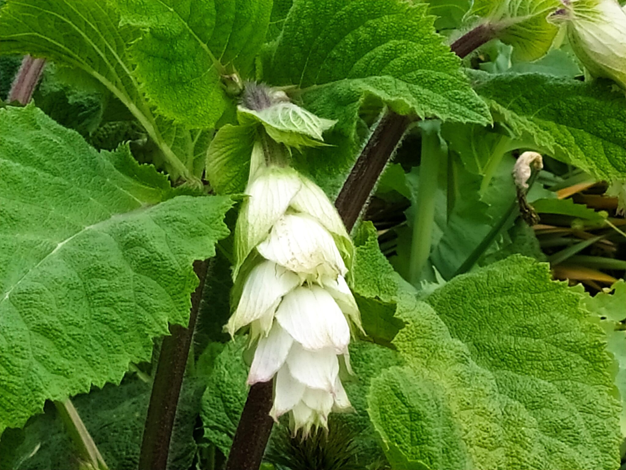 Gartenschönheit: Wer bin ich? - Kennt jemand diese Pflanze? - Bad Rappenau