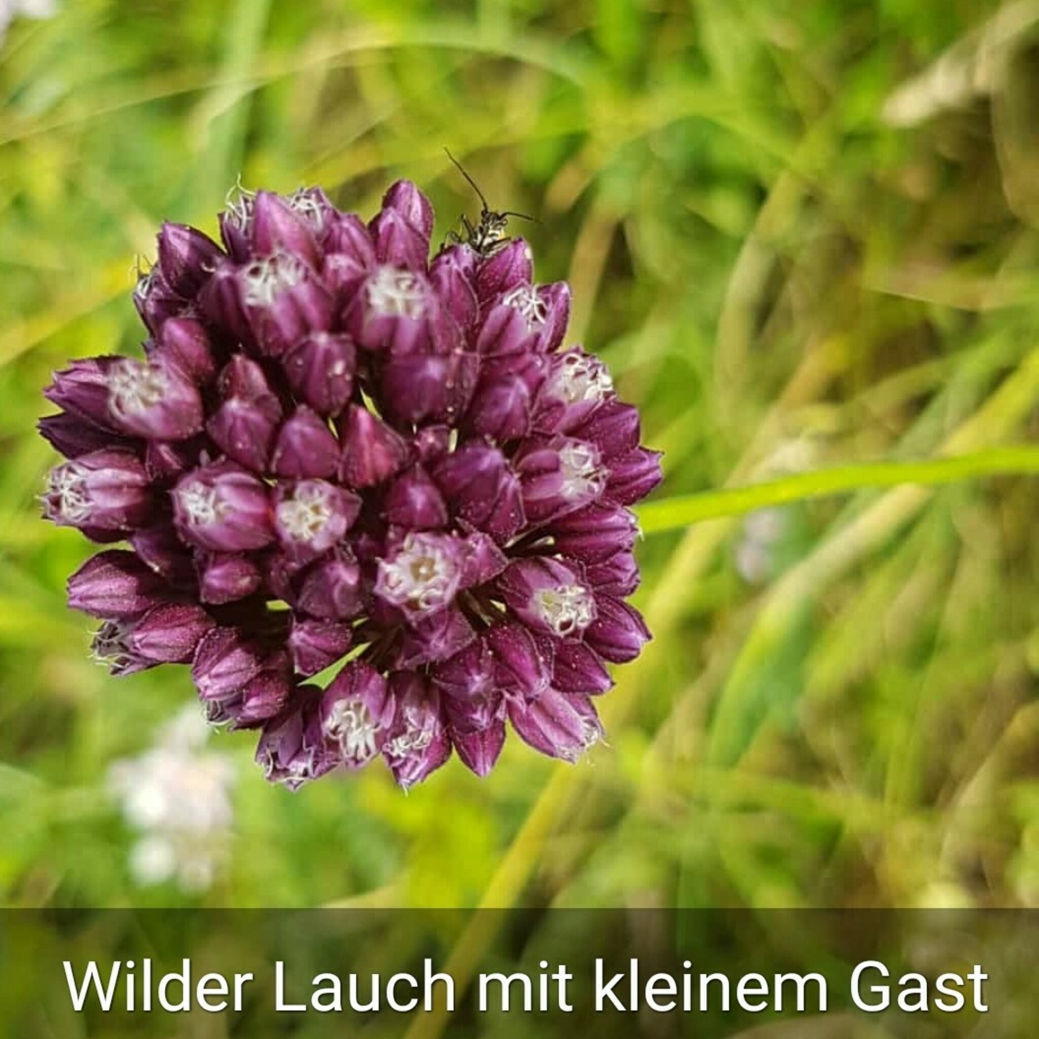 Immer wieder gibt es etwas Neues zu entdecken: Wilder Lauch mit kleinem ...
