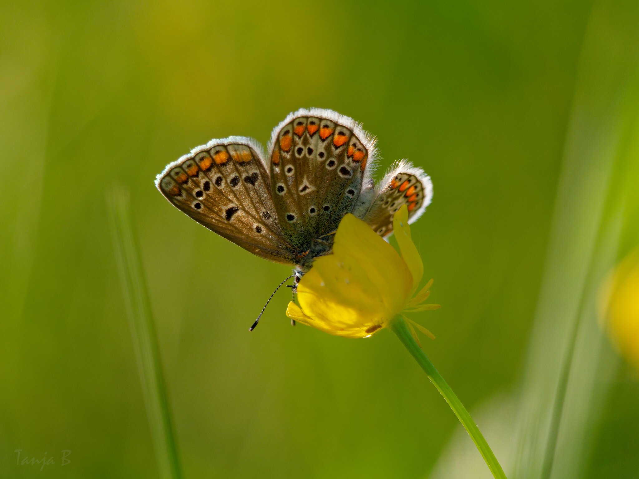 Tanja´s Tierwelt: Wiesenbewohner Teil 1 - Bad Wimpfen