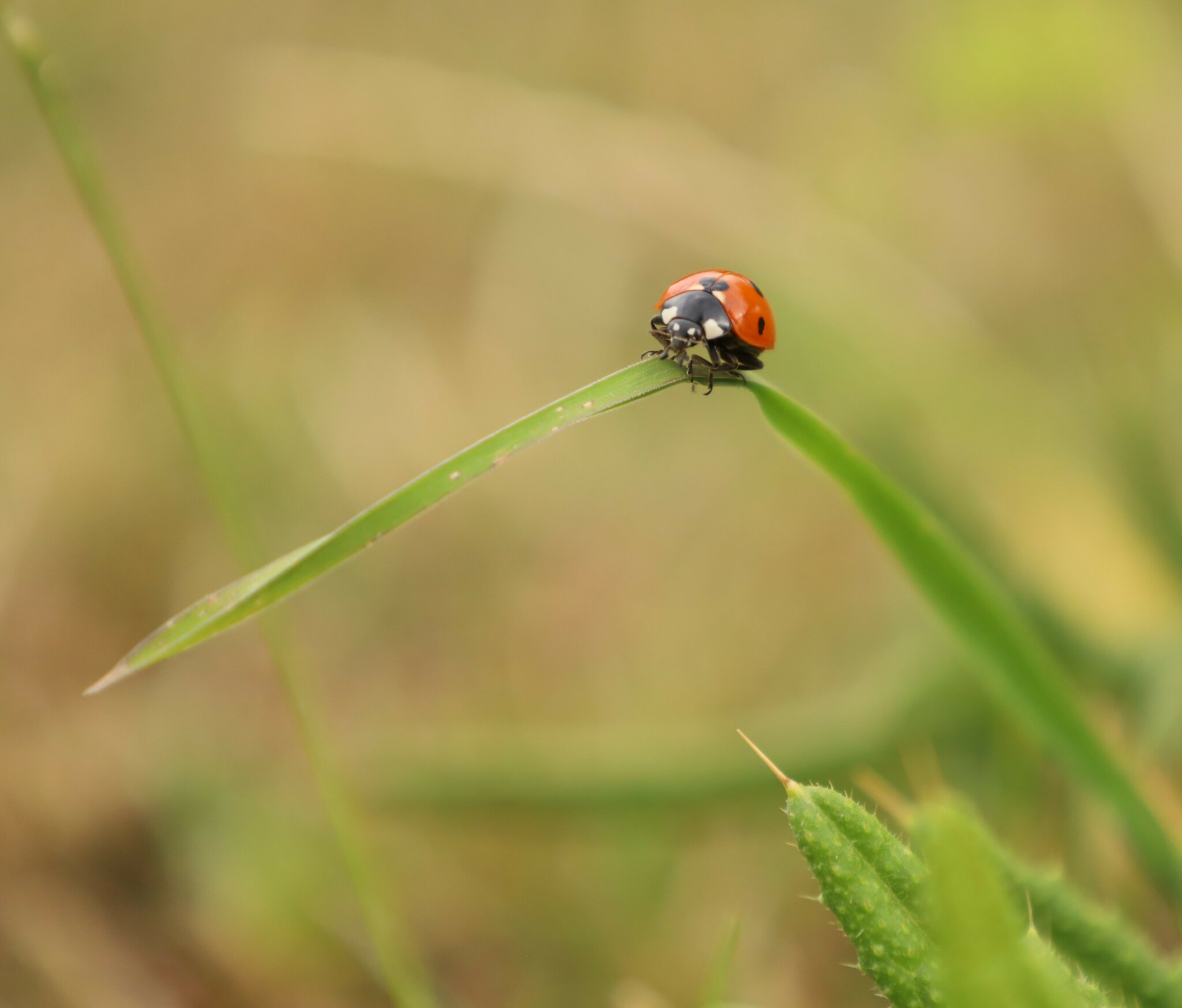 Die Wiese lebt: Kleine Welt der Insekten - Neckarsulm