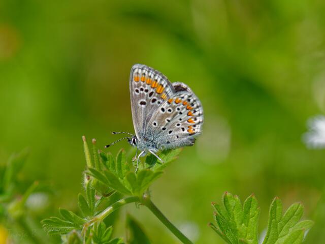 Tanja´s Tierwelt: Wiesenbewohner Teil 1 - Bad Wimpfen