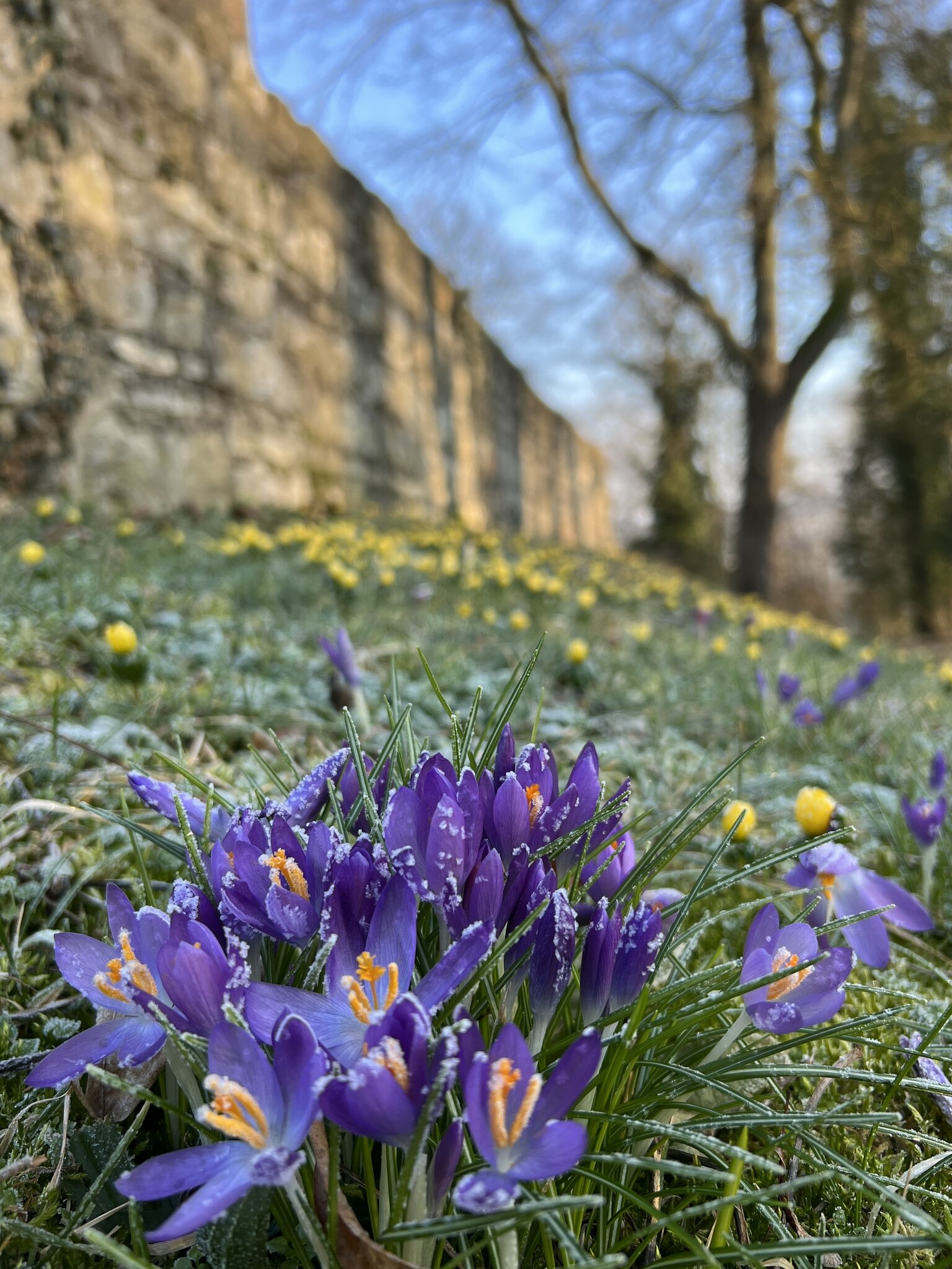Die Wiese lebt: Wiesen in der Gemeinde Schöntal durchs Jahr betrachtet ...