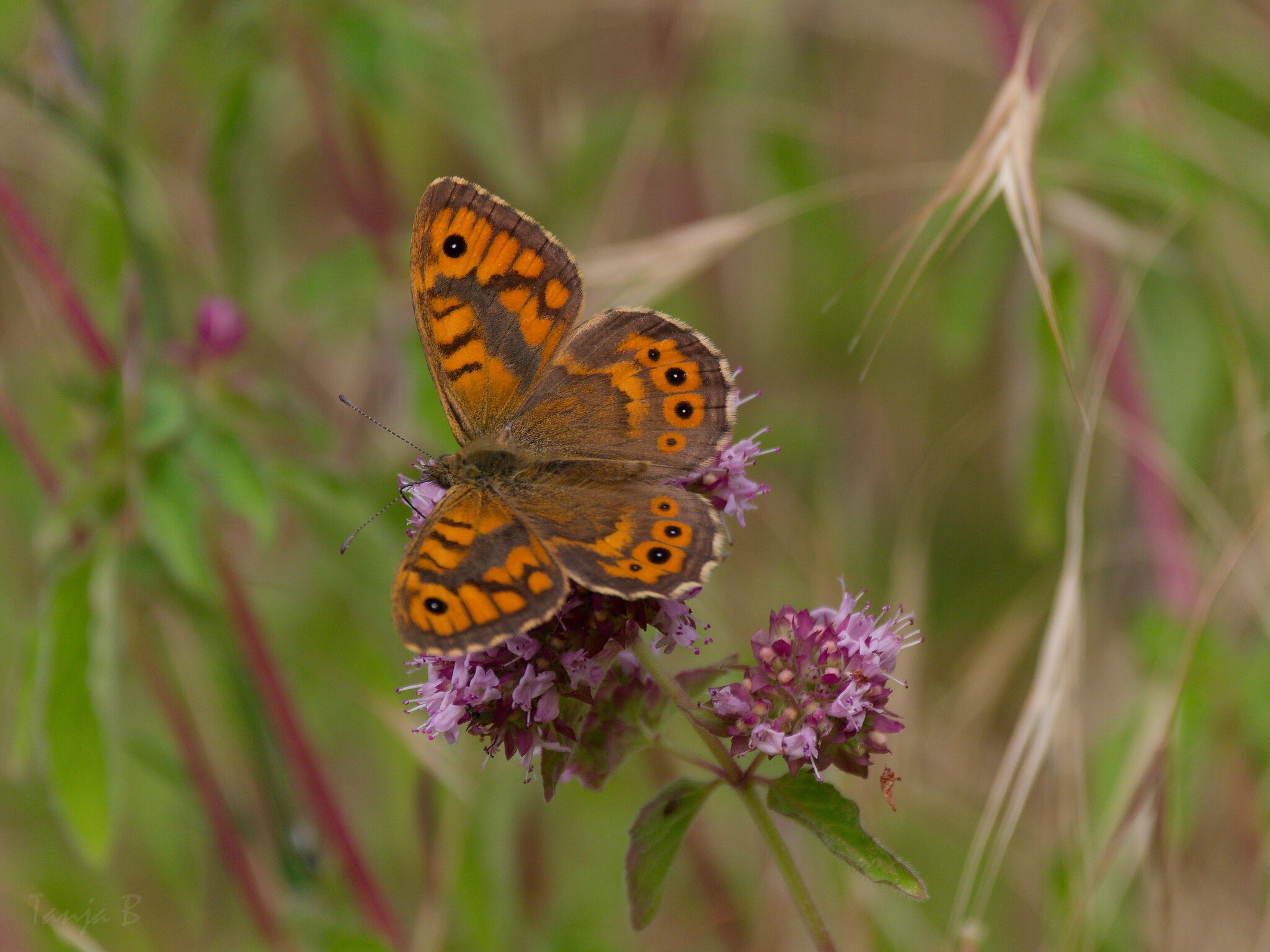 Tanja´s Tierwelt: Wiesenbewohner Teil 2 - Bad Wimpfen