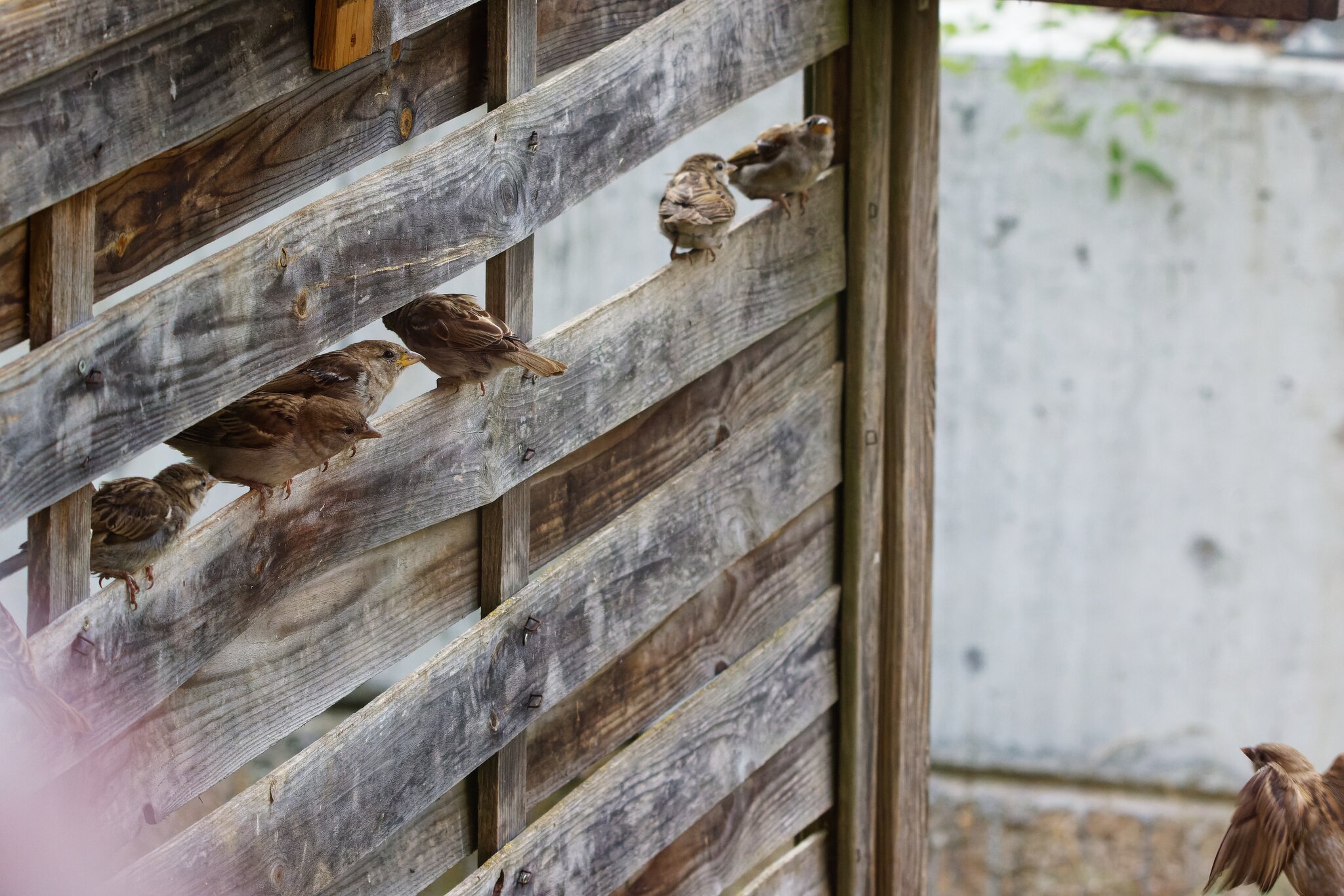 Vögel: Immer schön hinten anstellen! - Heilbronn