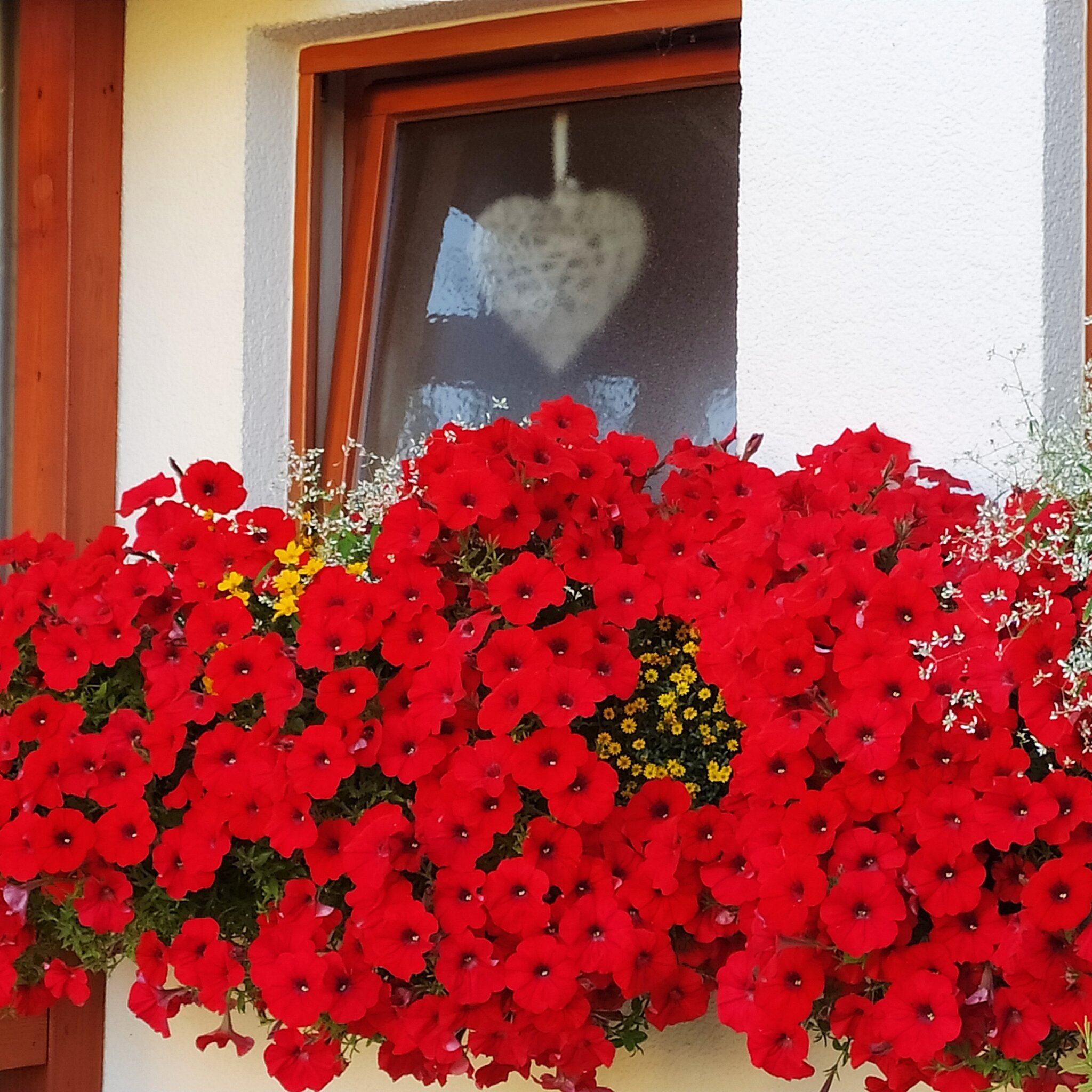 Blumen Bad Rappenau